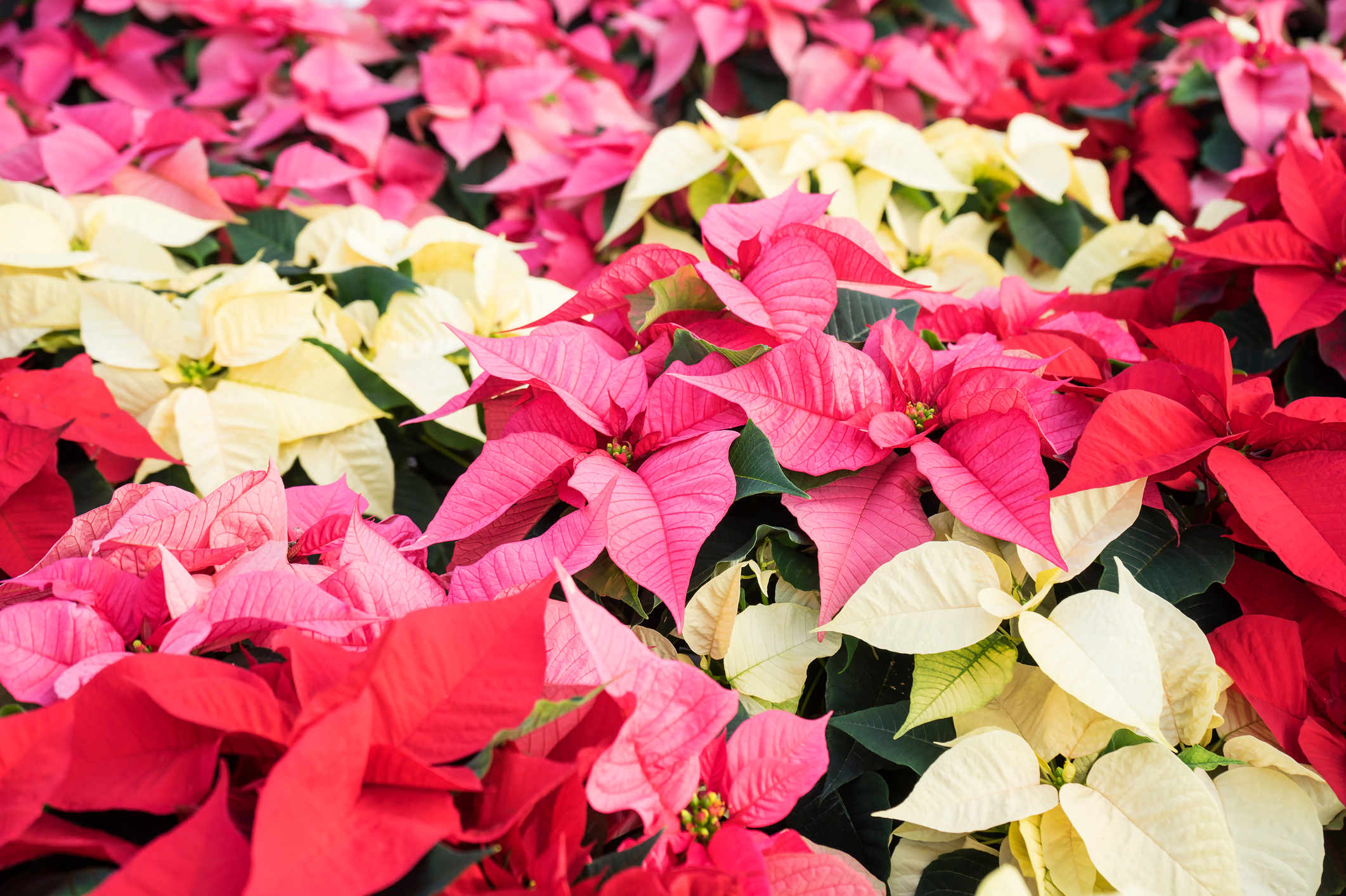 Hirt's Gardens Surprise Poinsettia - Colors will Vary - 4.5 inch Pot ...