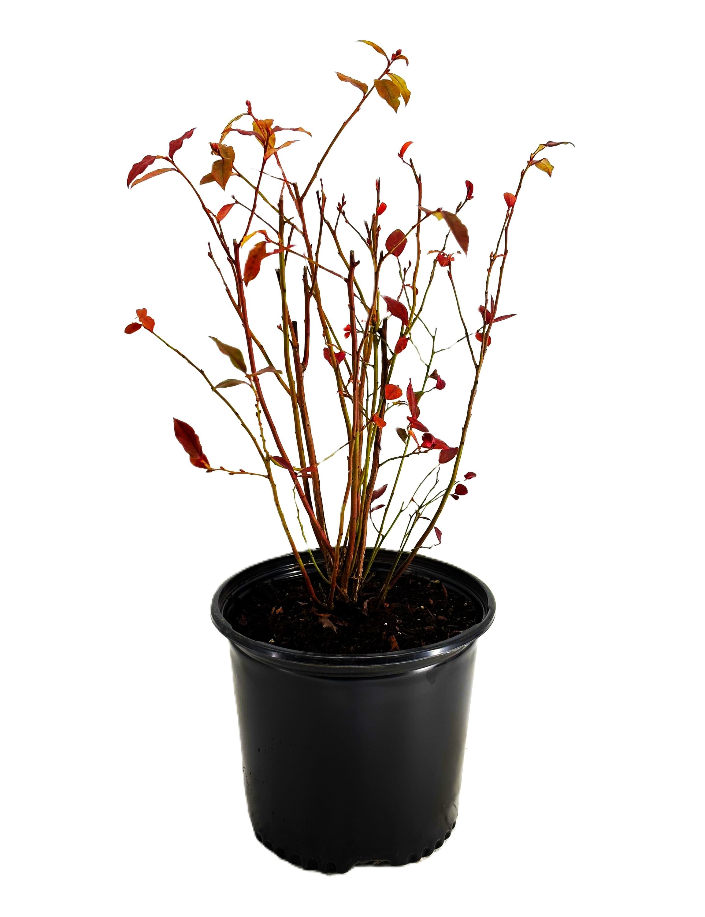 2.25 Gal. Blue Crop Blueberry With Classic Sweet Firm Berries in the ...