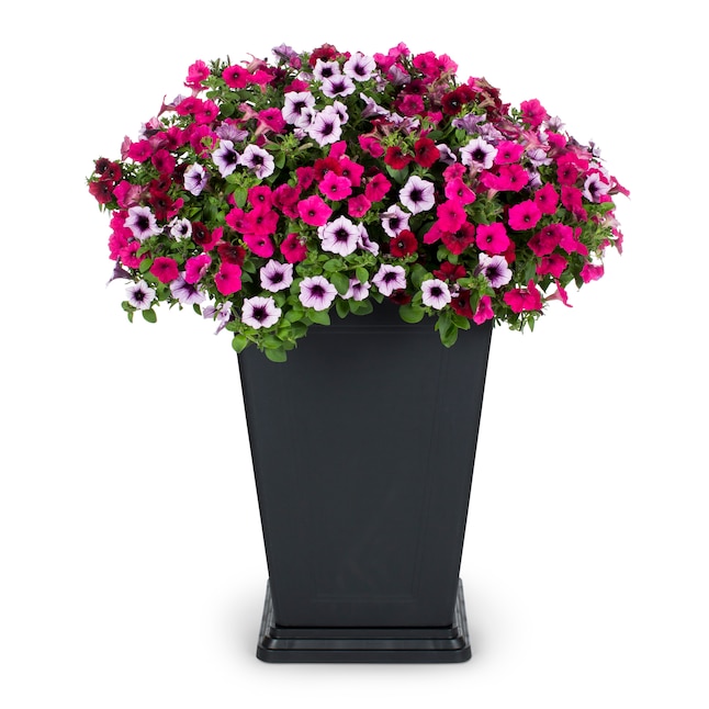 Proven Winners Multicolor Grand Traverse in 13-Gallon Planter NURSERY ... Proven Winners Multicolor Grand Traverse in 13-Gallon Planter NURSERY ...