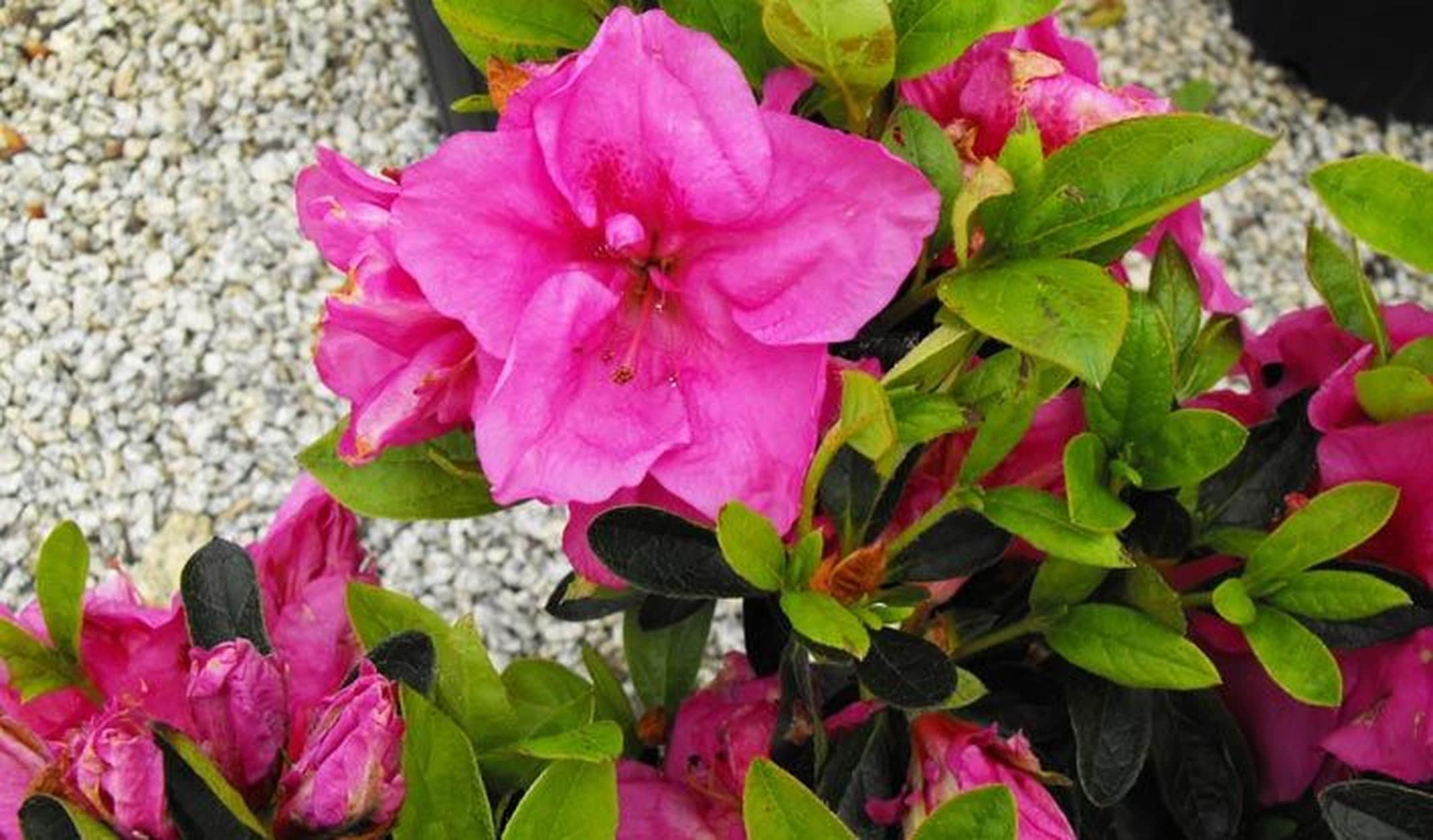 Monrovia 2.00-GAL AZALEA ECHO PRPL FUSION M in the Shrubs department at ...