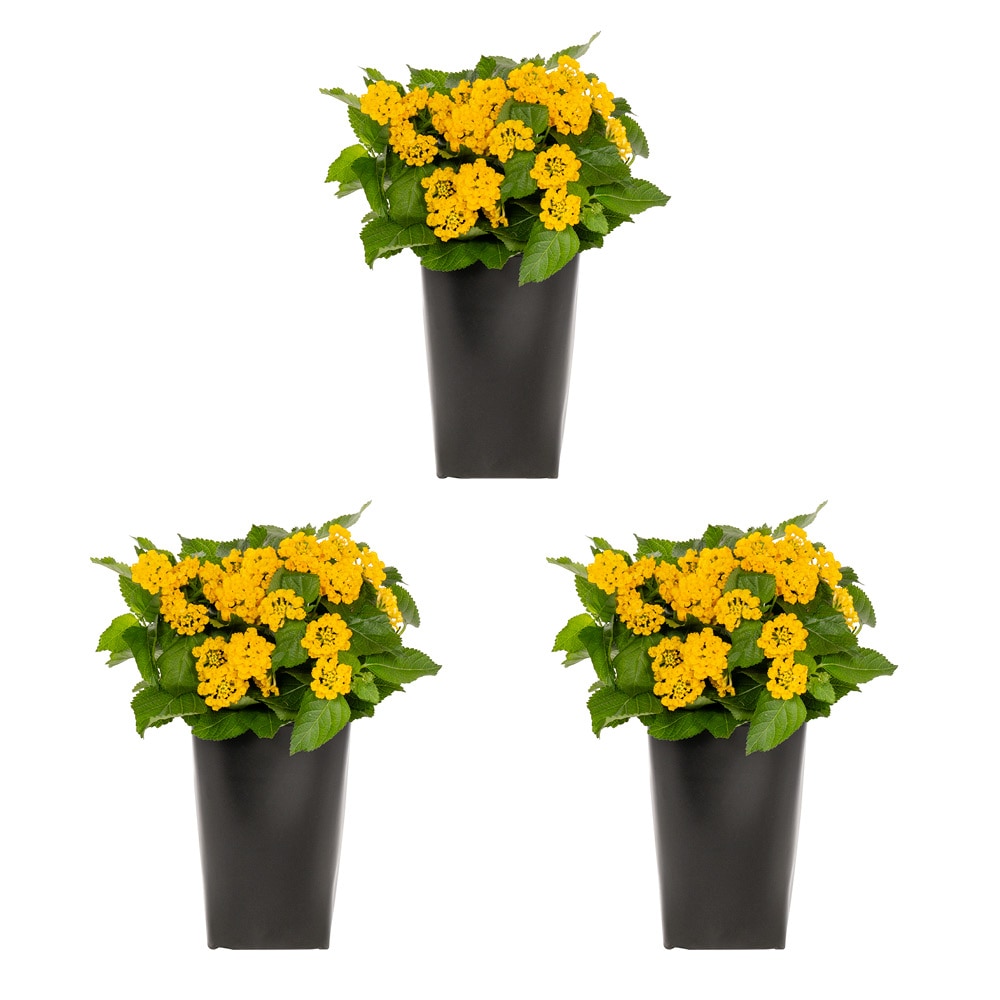 Yellow Outdoor Plants at Lowes.com