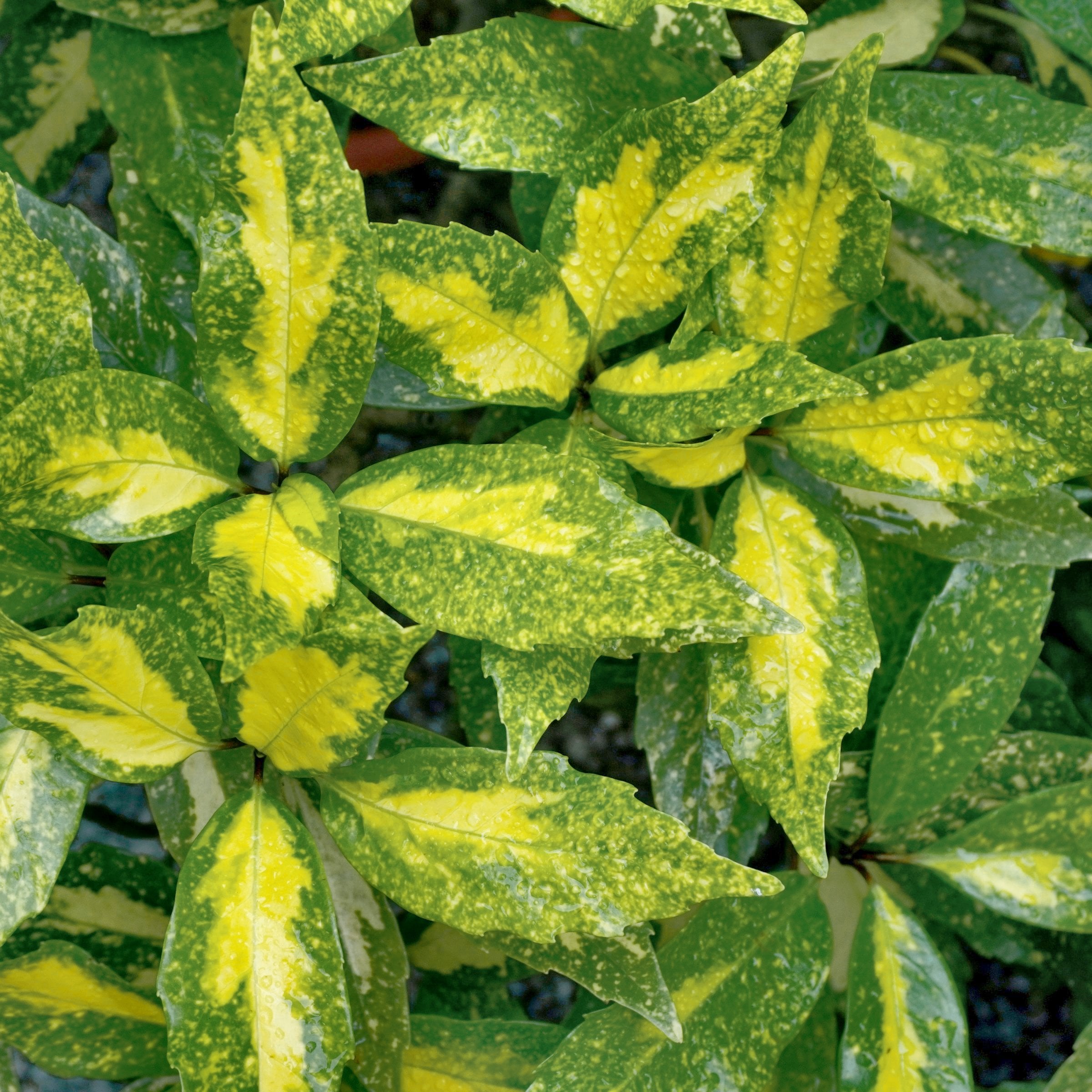National Plant Network 3 Gallon(s) Purple Aucuba Picturata 1 -Pack ...