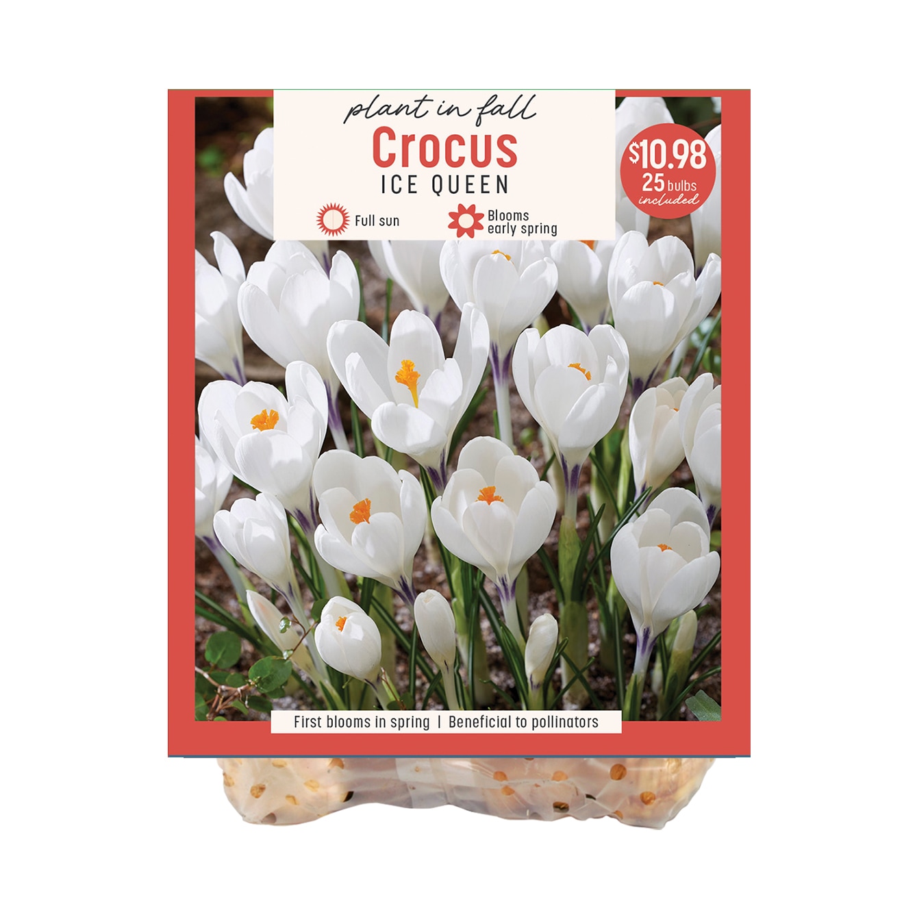 Van Zyverden Crocus Ice Queen PBS in the Plant Bulbs department at ...