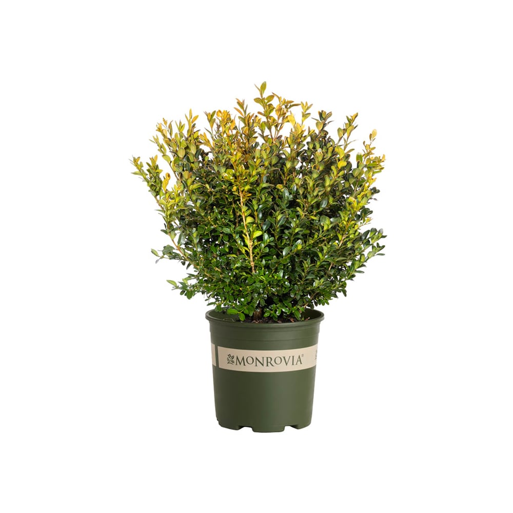 Monrovia 1.73 -Gallon Boxwood Green Velvet Foundation/Hedge Shrub with ...
