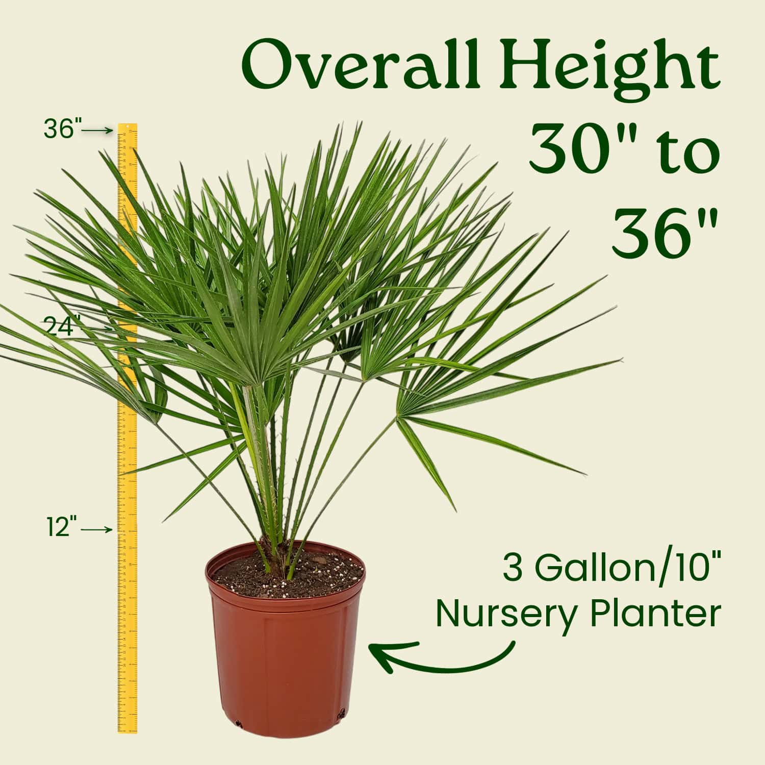 Tropical Plants of Florida European Fan Palm in 3 Gallon Nursery Pot 1 ...