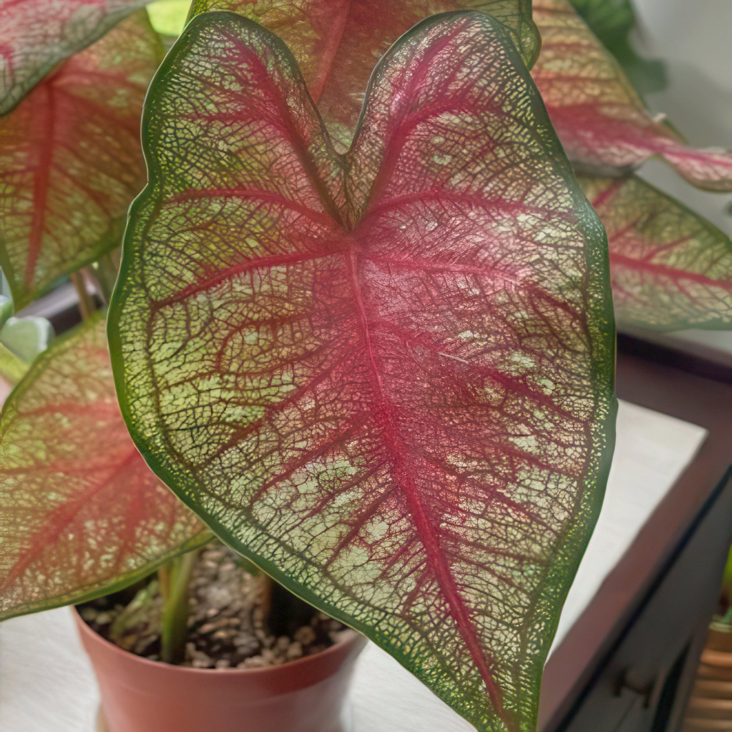 National Plant Network Multicolor Caladium Southern Charm Plant in 4 ...