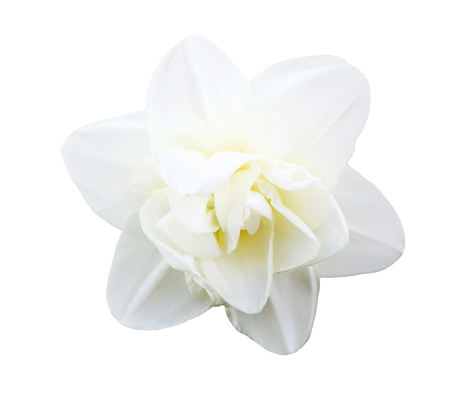 Hirt's Gardens Double Poet's Daffodil - 5 Bulbs - 11 cm Bulbs ...