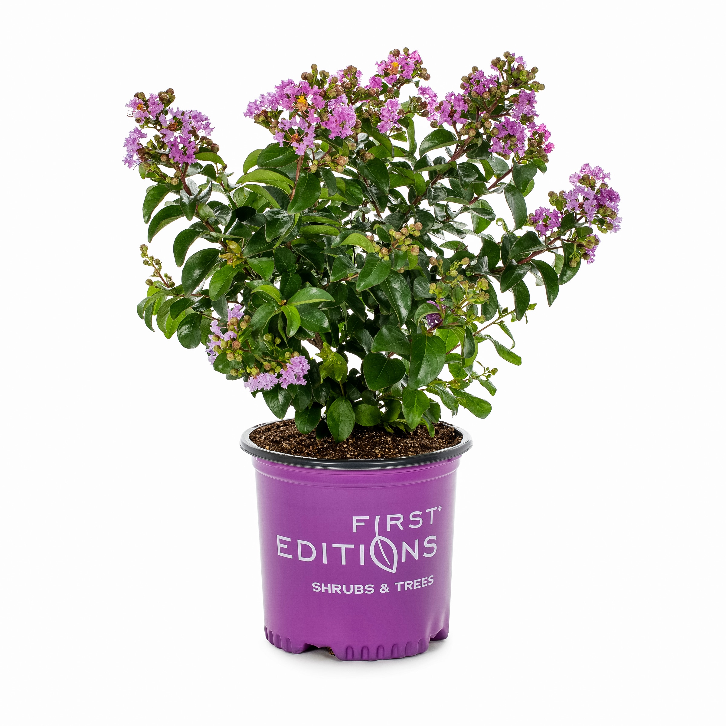 Fragrant Purple Magic Cape Myrtle Plants, Bulbs & Seeds at Lowes.com
