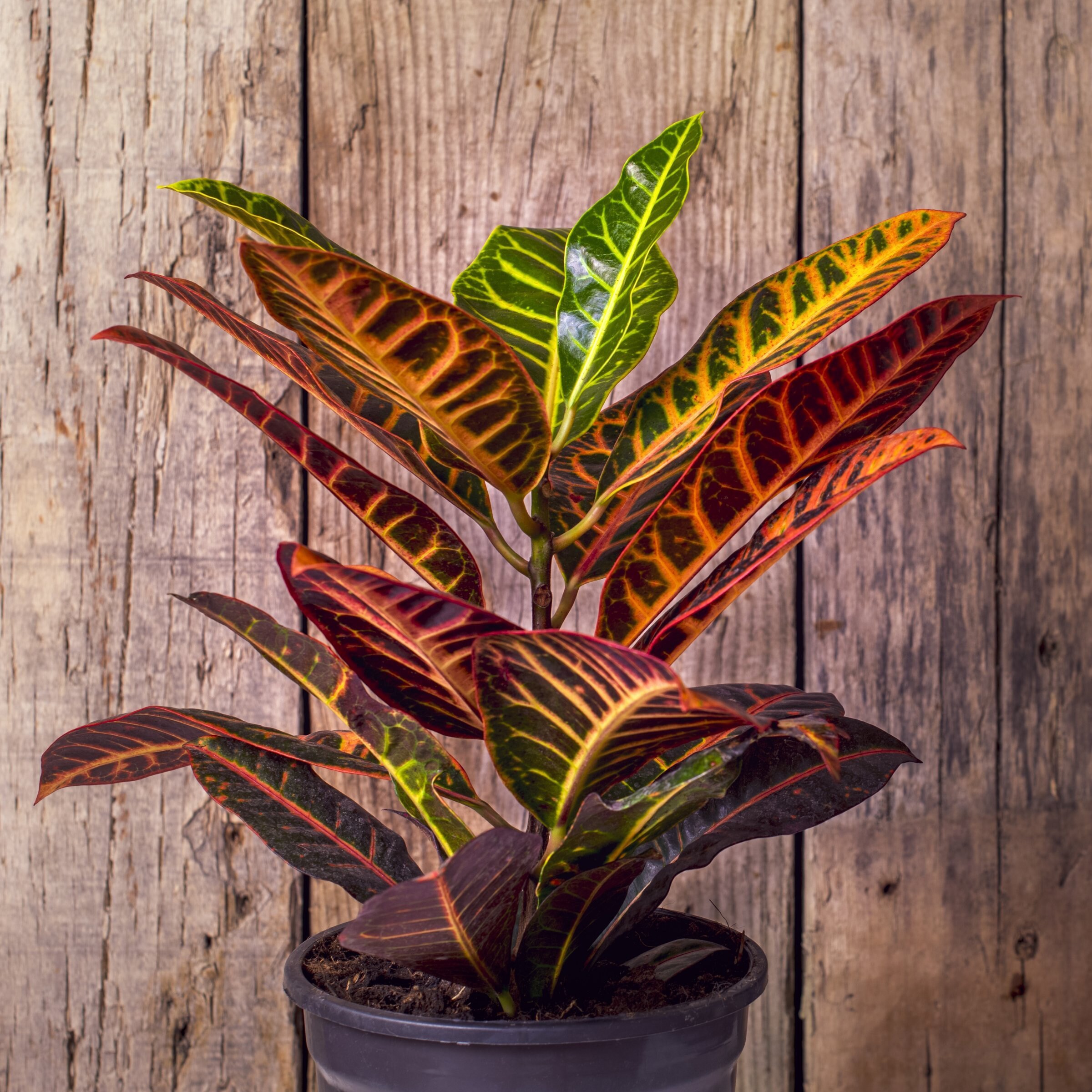 National Plant Network Croton Petra House plant in 6 Inch(es) Pot 1 ...