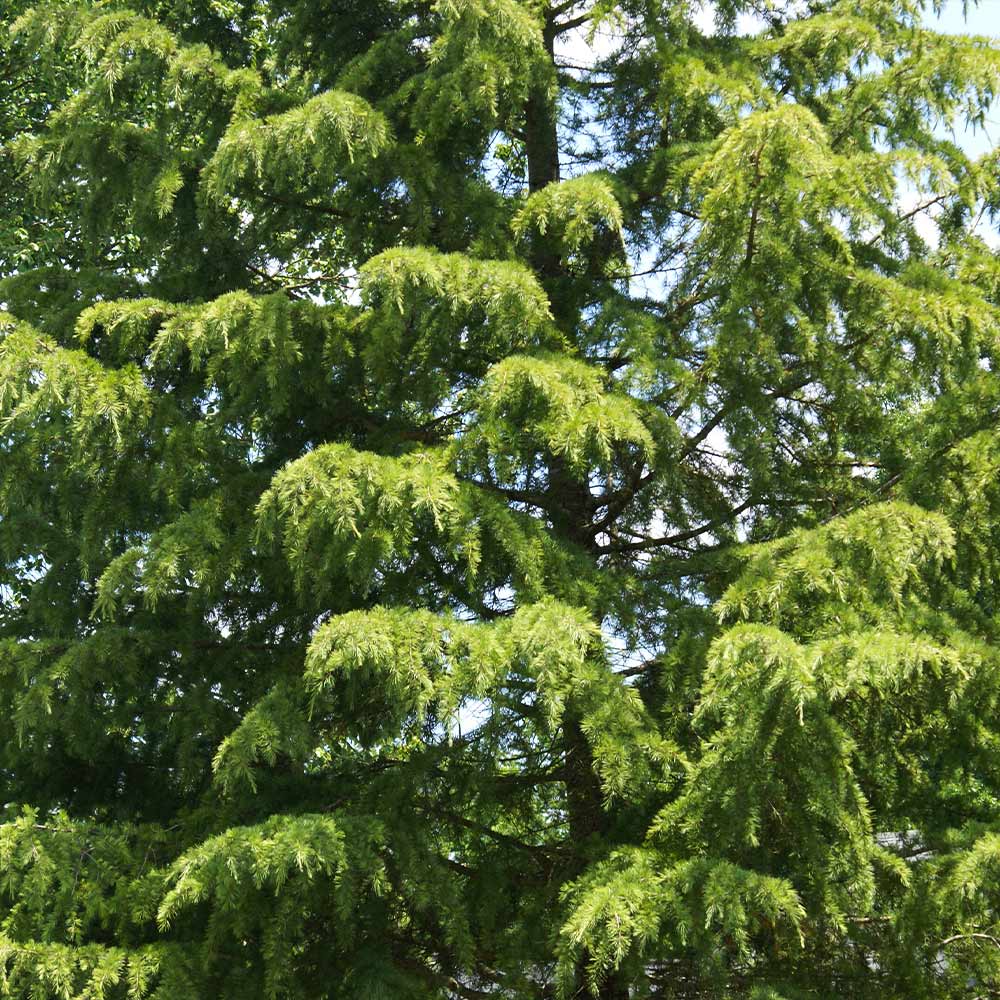 Brighter Blooms Deodar Cedar Tree (1-2 ft.) in the Trees department at ...