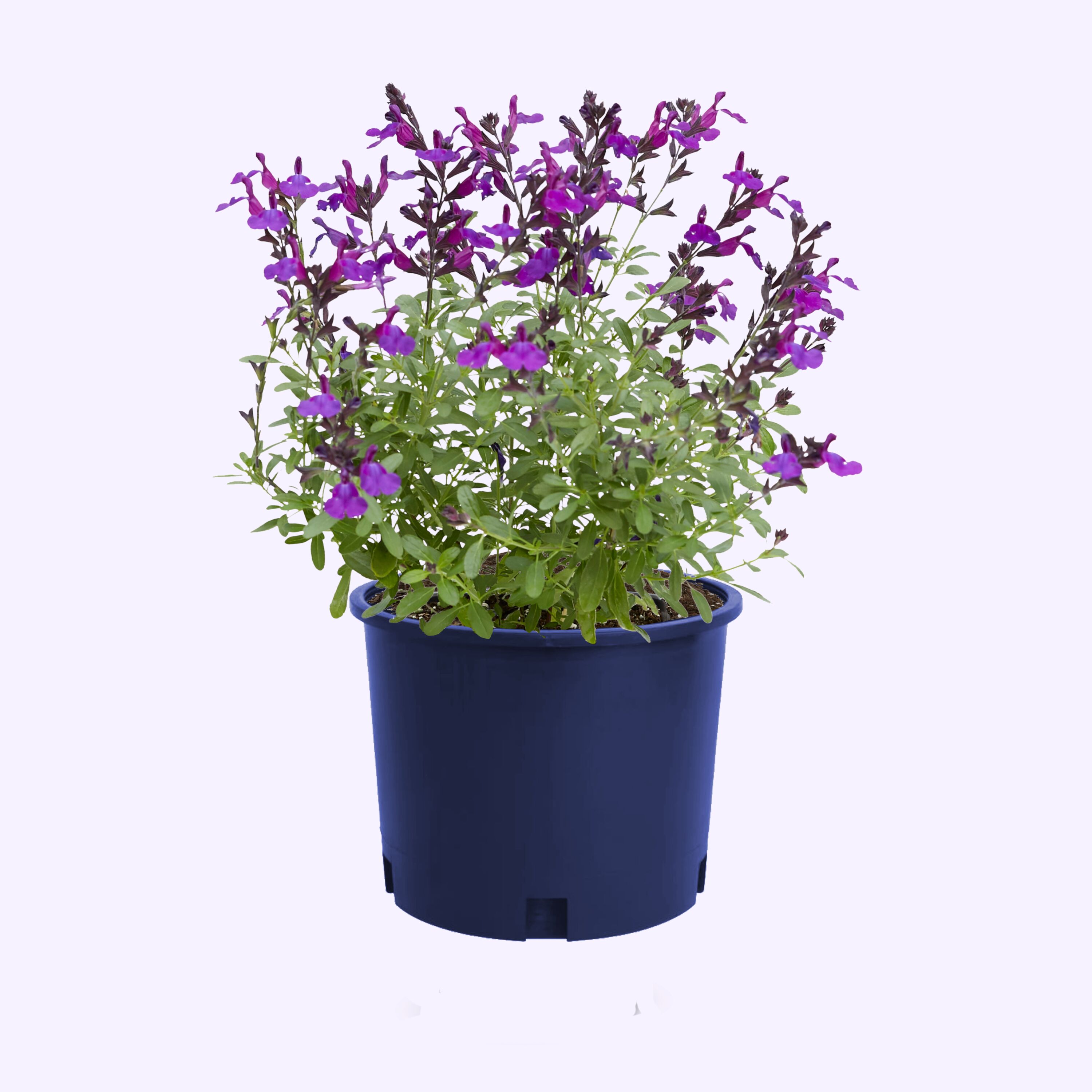 Lowe's Purple Arctic Blaze Purple Salvia Plant in 1.5 -Gallon Pot 1 ...