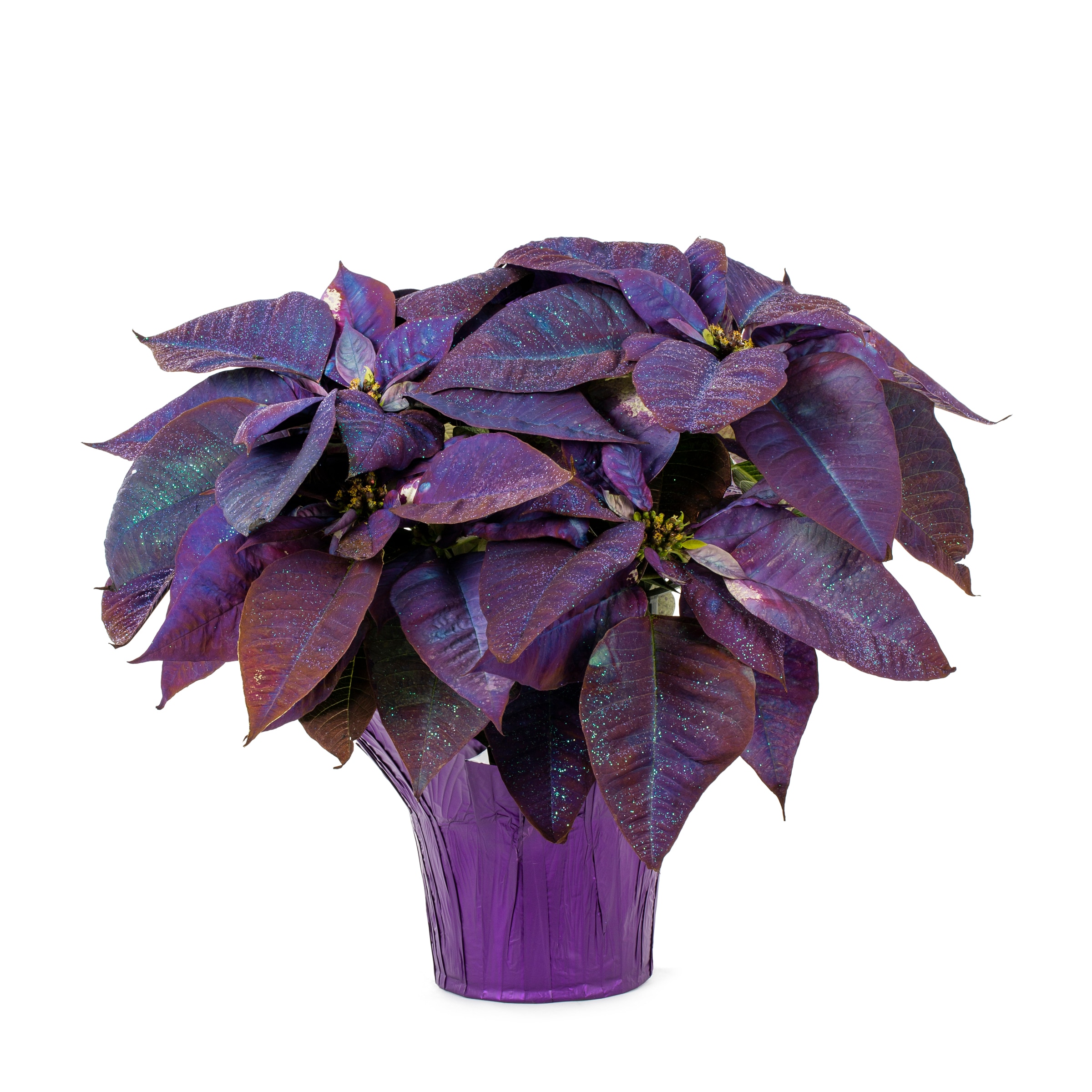 Basic Purple Poinsettia in 2-Quart Pot 5348809 at Lowes.com
