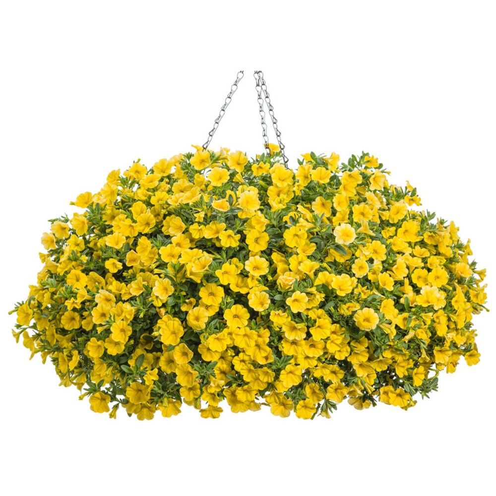 Monrovia 1 Quart(s) Yellow Calibrachoa in the Annuals department at ...