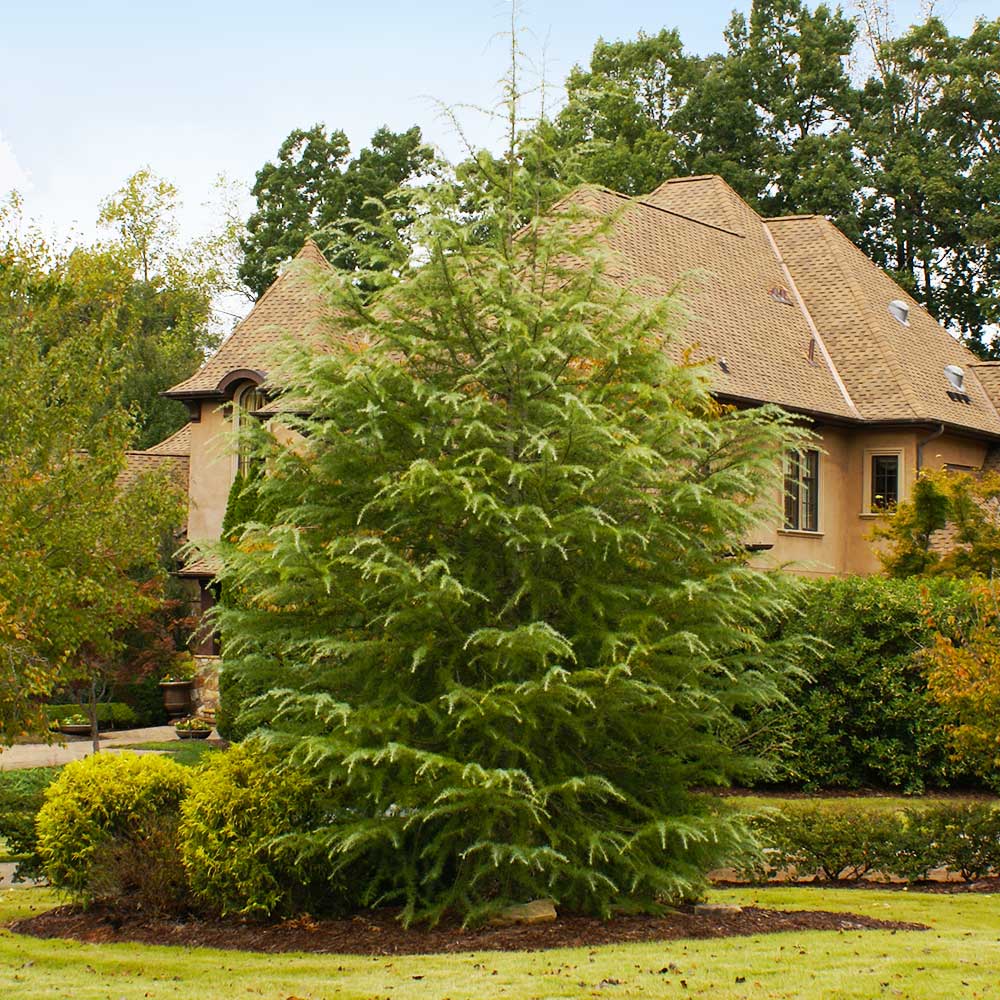 Brighter Blooms Deodar Cedar Tree (3-4 ft.) at Lowes.com
