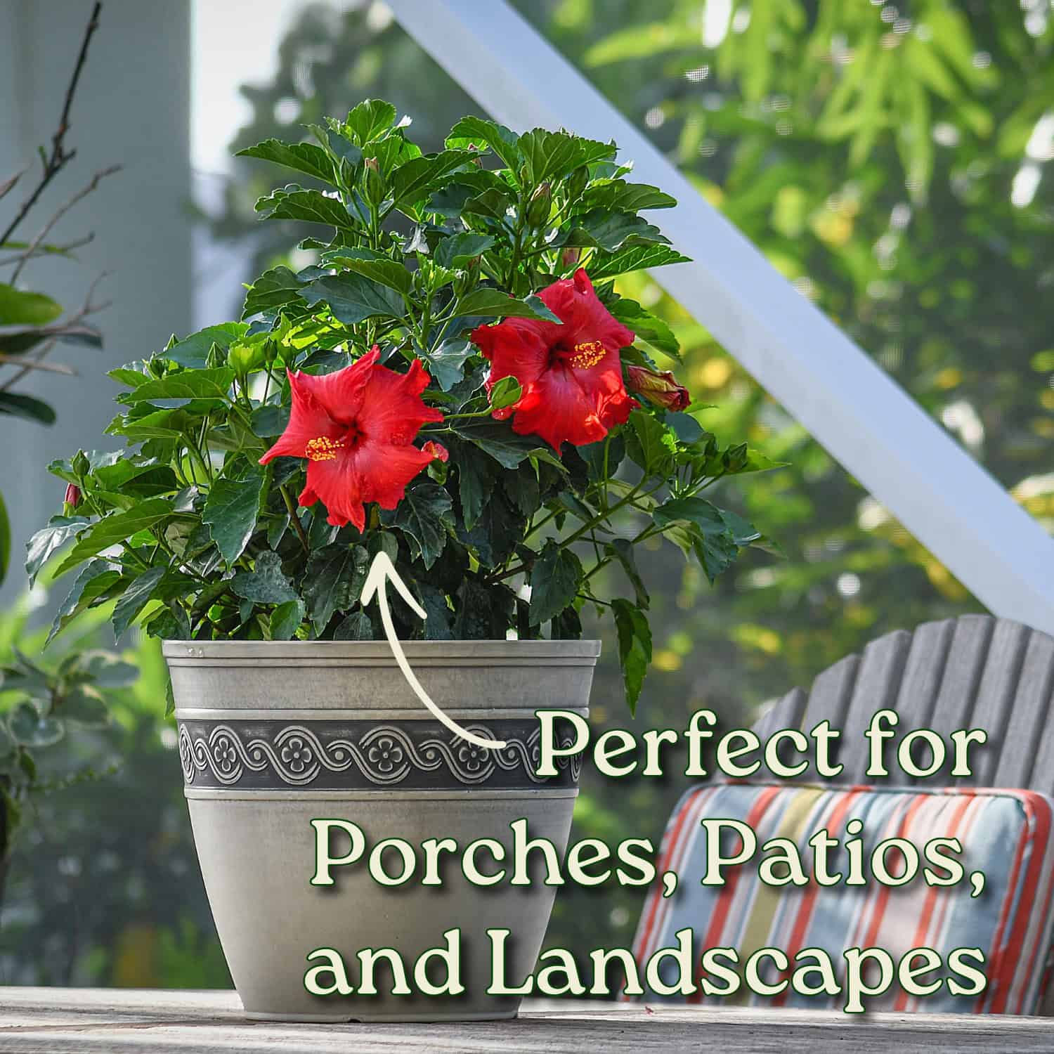 Tropical Plants of Florida President Red Hibiscus Bush in 3 Gallon ...