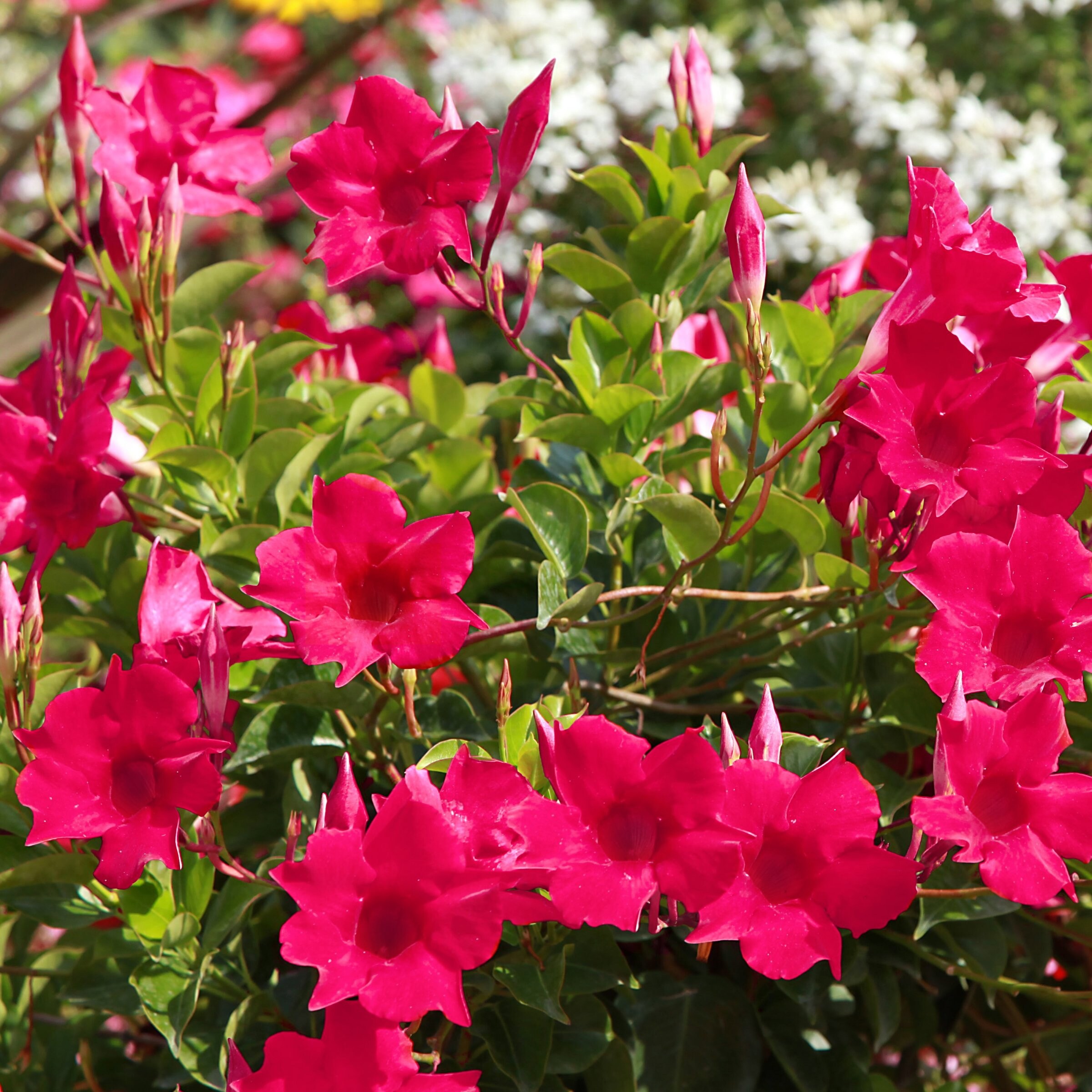 National Plant Network Pink Mandevilla Tropica Fuchsia Plant in 4 -in ...