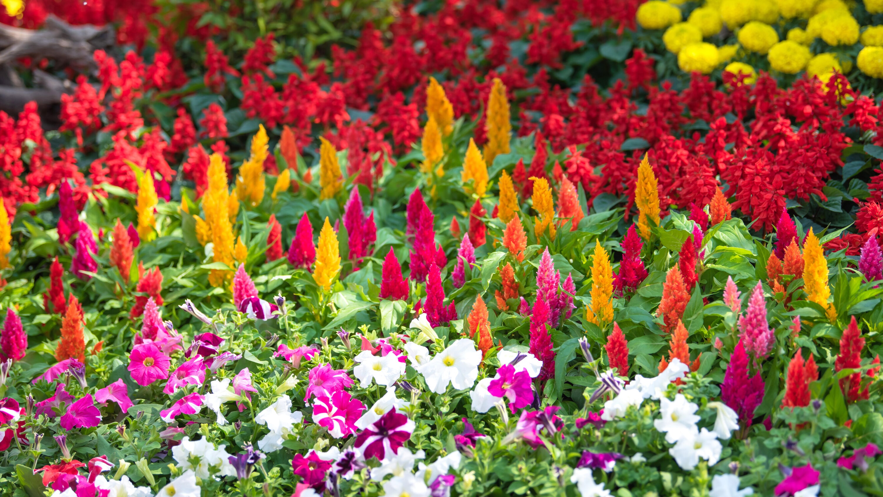 2 -Pack Assorted colors Celosia Mix 6 -Pack - Low Maintenance in the ...