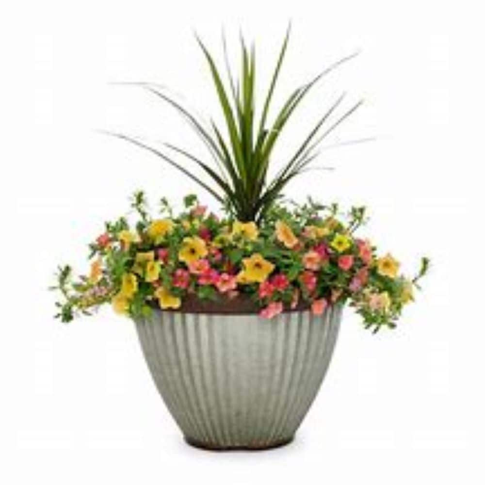 Proven Winner Multicolor Flower in 2.5 Gallon(s) Pot 1 -Pack in the ...