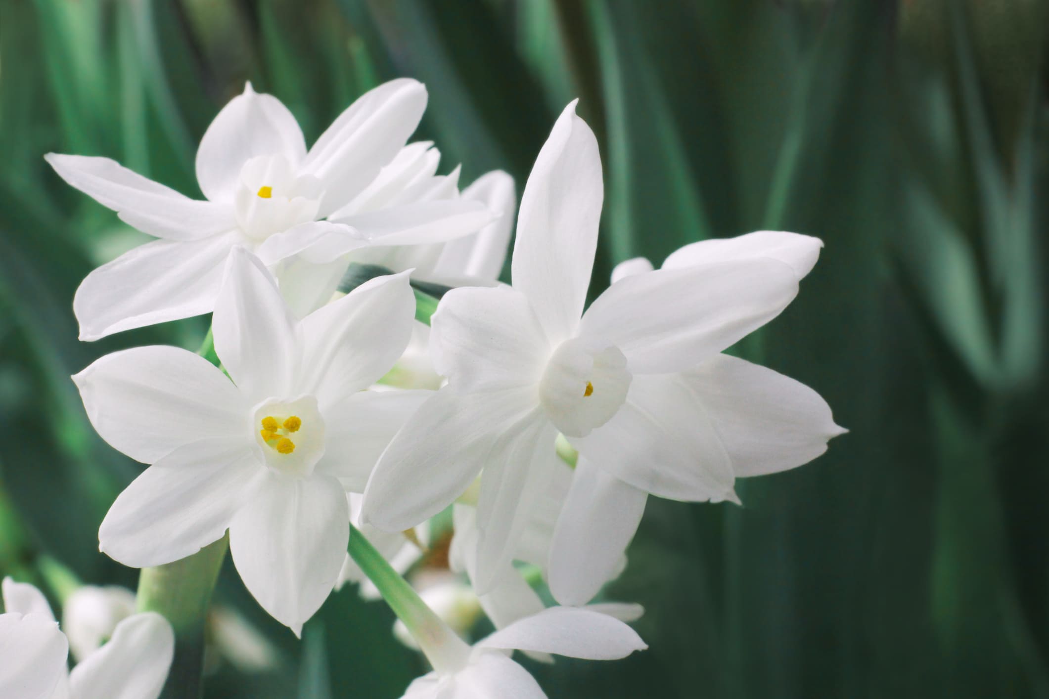 Hirt's Gardens Clear Glass Vase with Paperwhite Ziva Narcissus Bulb ...