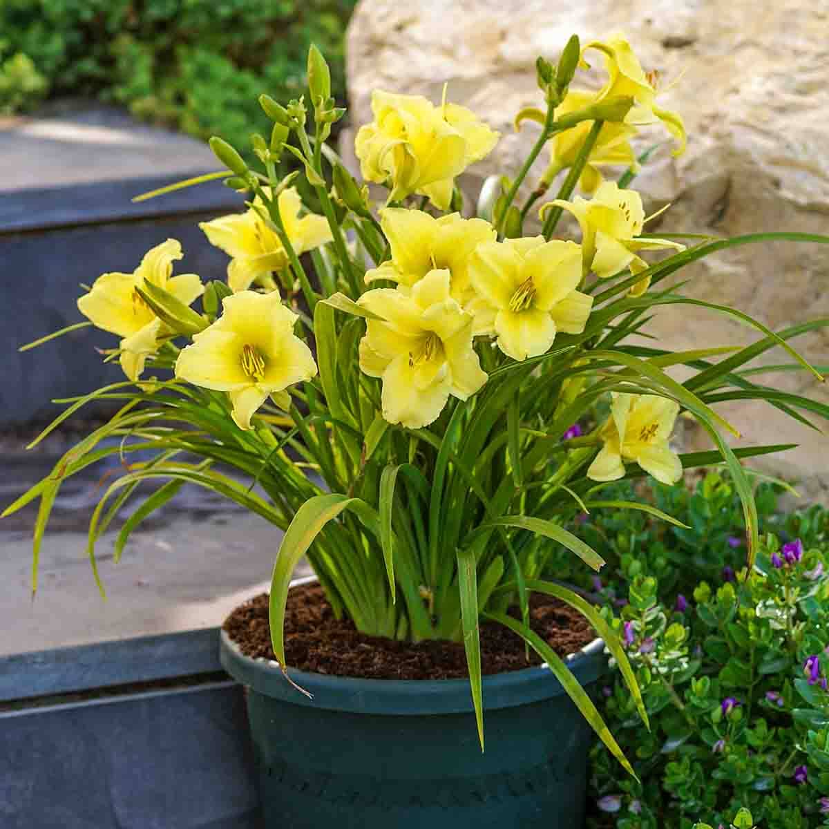 Direct Gardening 1 -Pack Yellow Flowering Big Time Happy Daylily ...