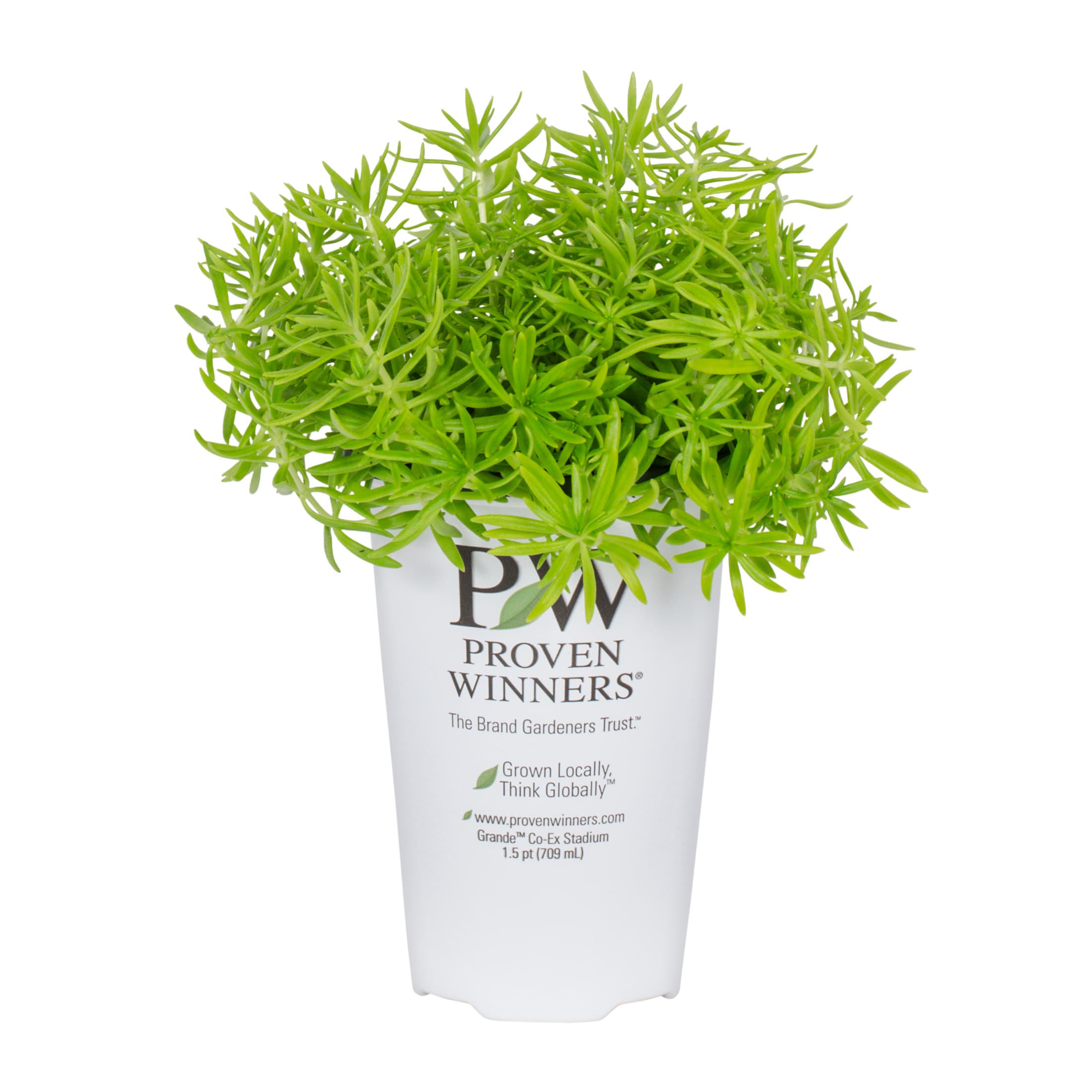 Proven Winners Multicolor Sedum in 1.5 Pint Pot 1 -Pack in the Annuals ...