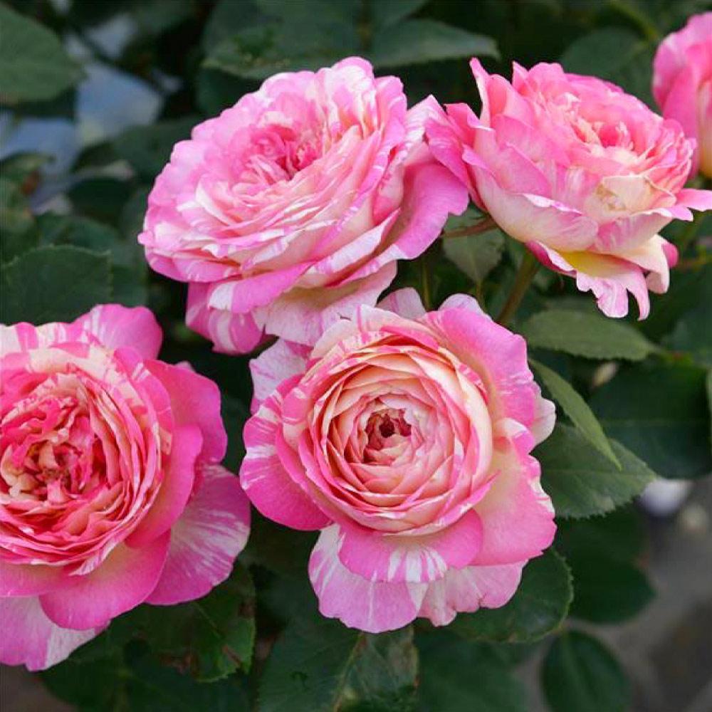 Brighter Blooms Marc Chagall- Rose (3 gal.) at Lowes.com