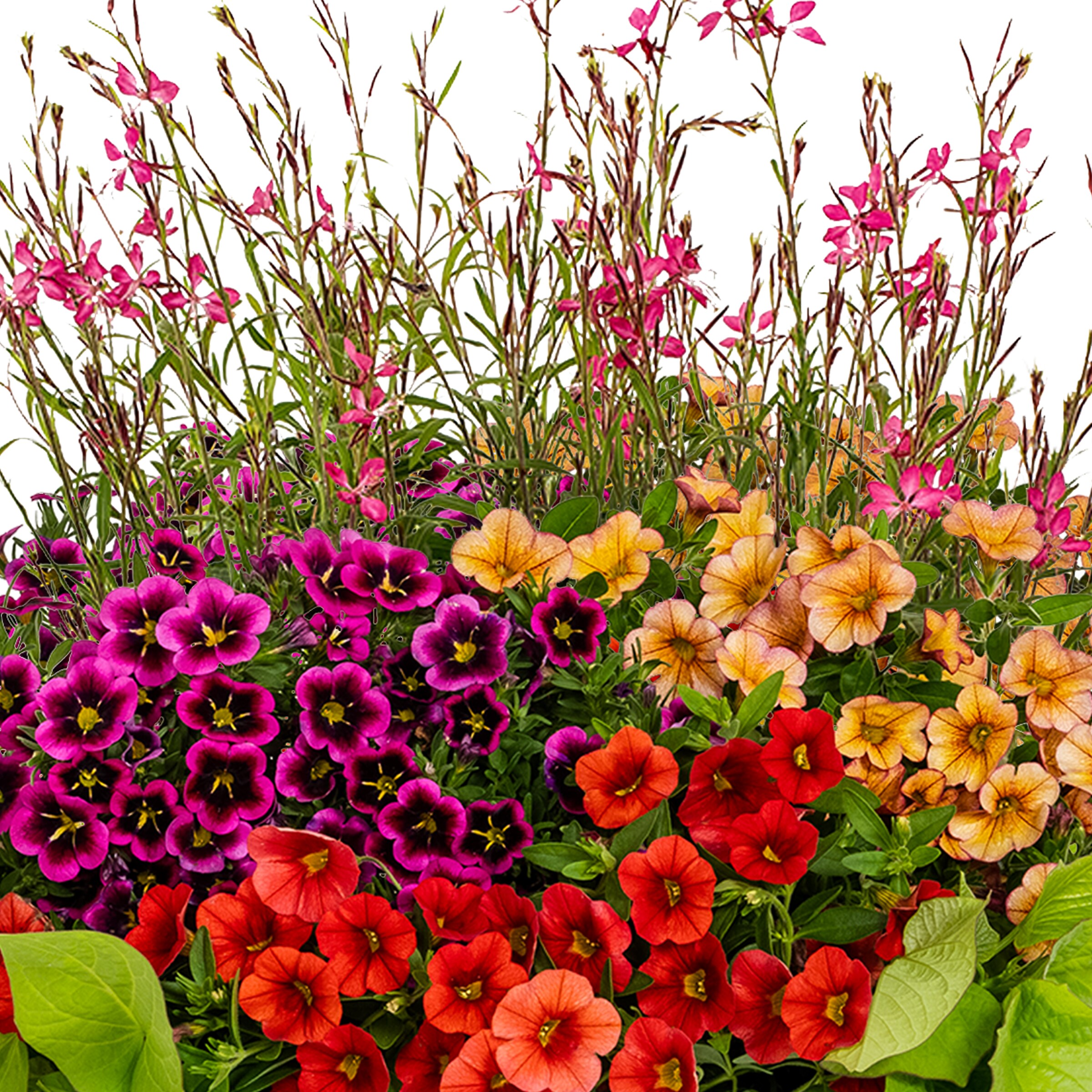 Lowe's Multicolor Mixed Annuals Combo in 2.5-Gallon Planter NURSERY at ...