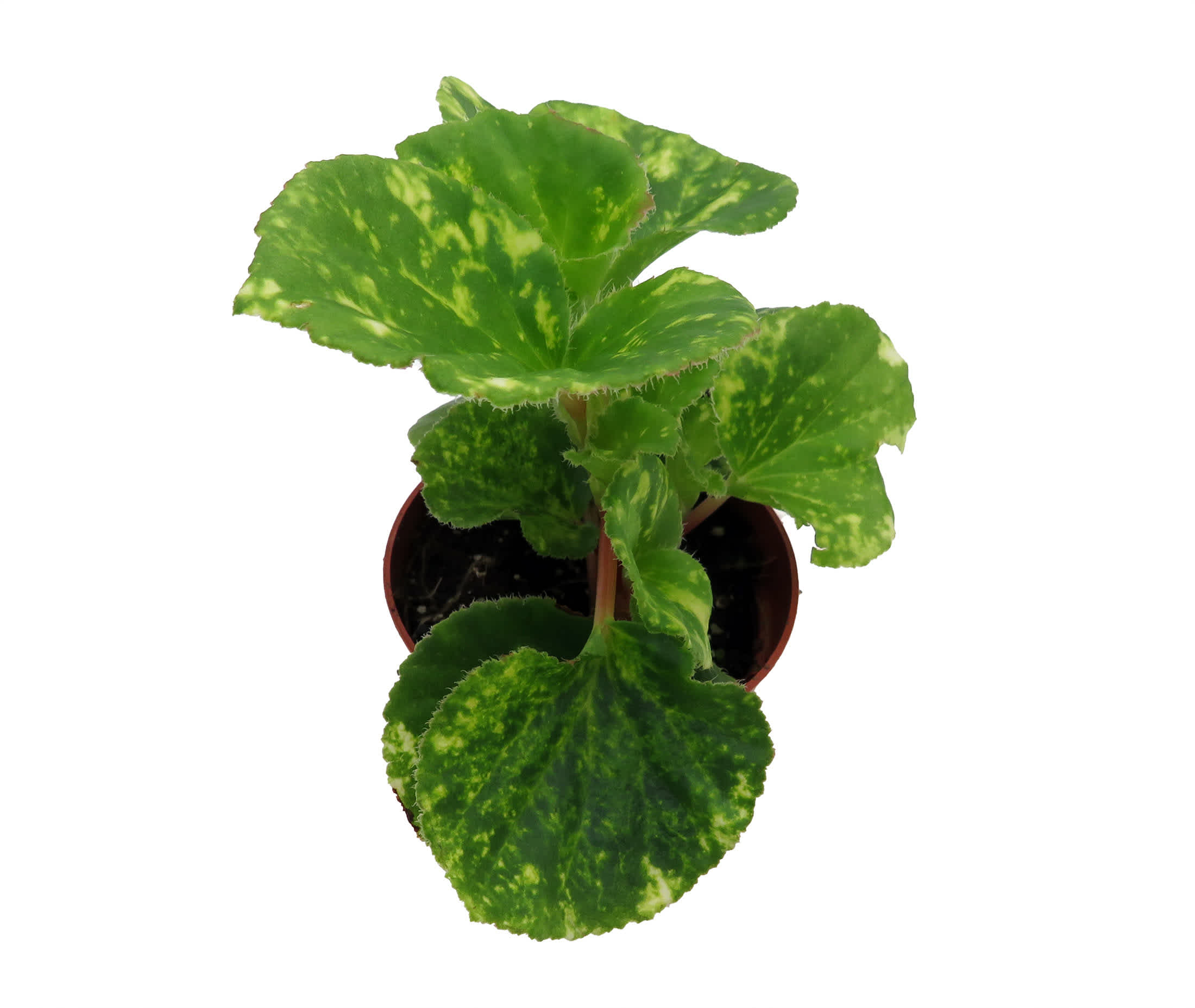 Hirt's Gardens Charm Begonia Plant -2.5 inch Pot- Terrarium/Fairy ...