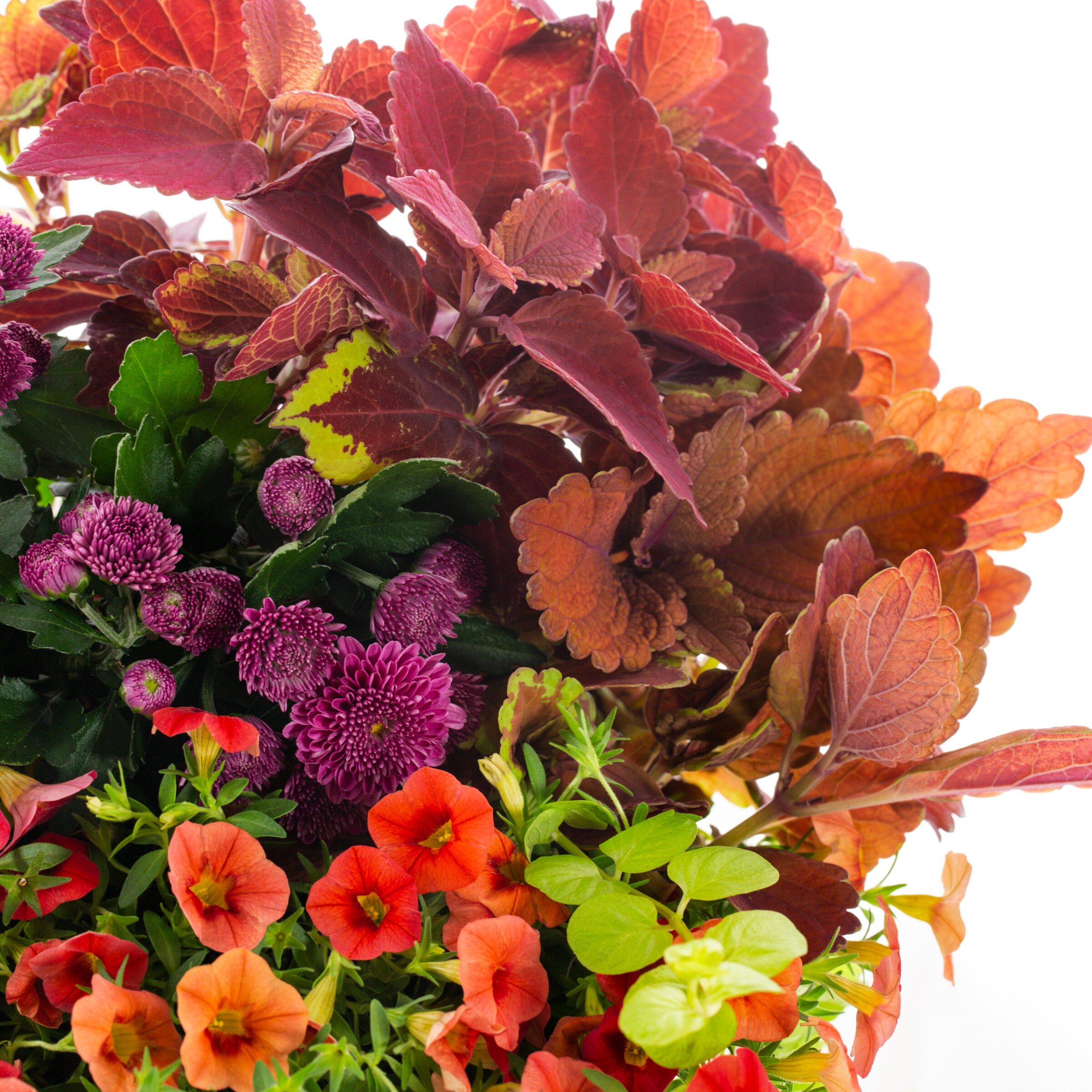 Lowe's Multicolor Mixed Annuals Combo in 1.5-Gallon Planter NURSERY at ...