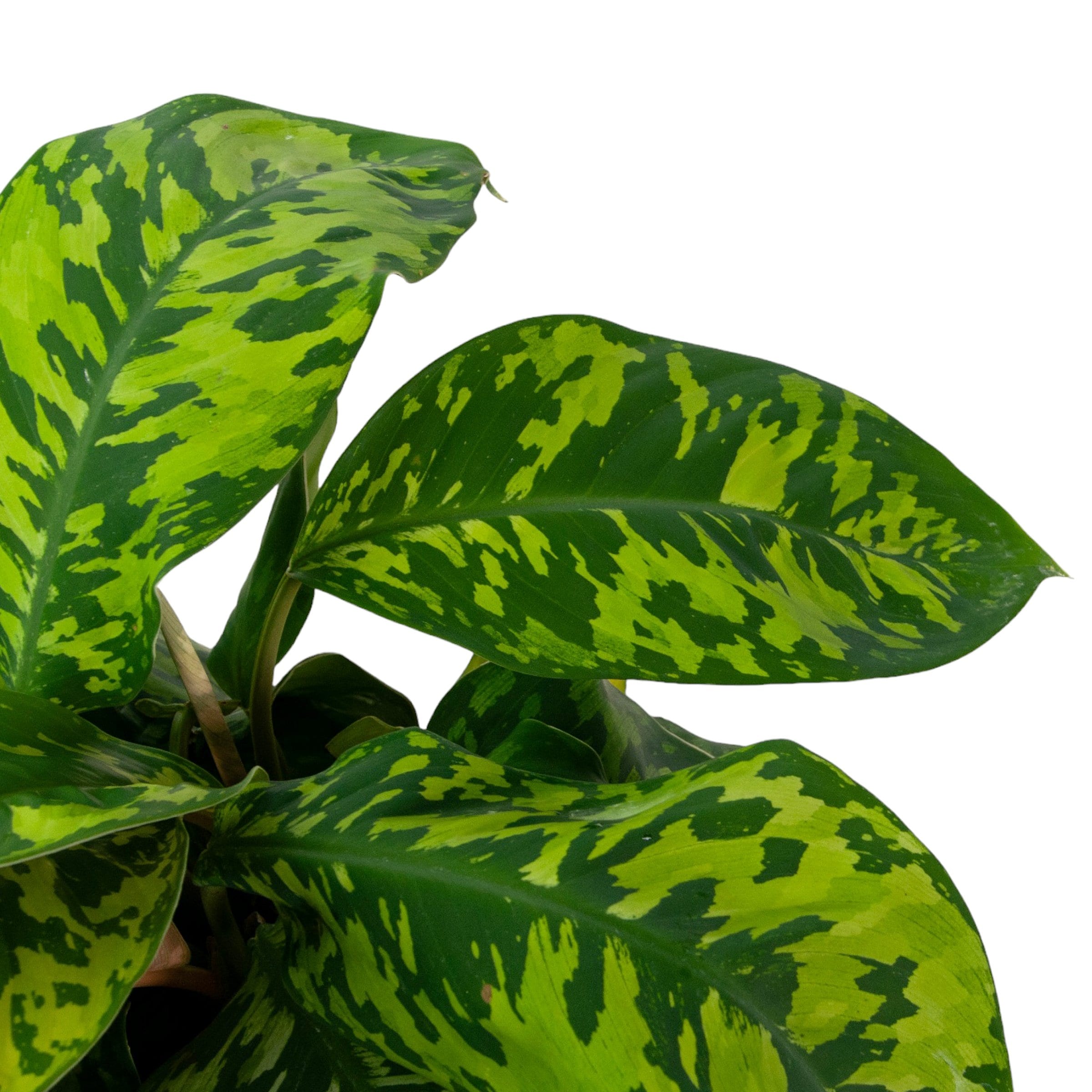 National Plant Network Homalomena Camouflage House plant in 4 Inch(es ...