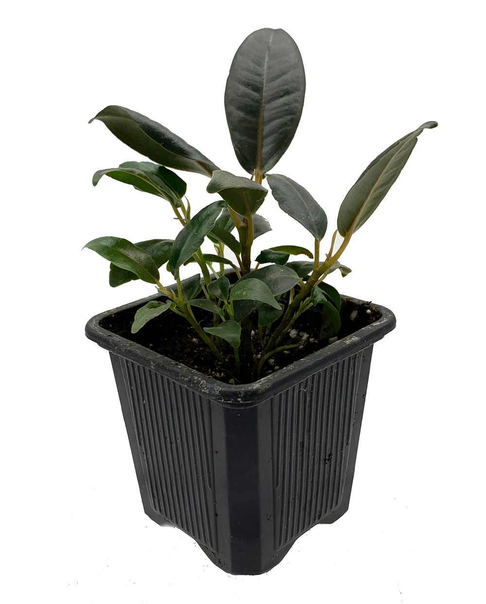 Hirt's Gardens Burgundy Rubber Tree Plant - Ficus - An Old Favorite - 2 ...