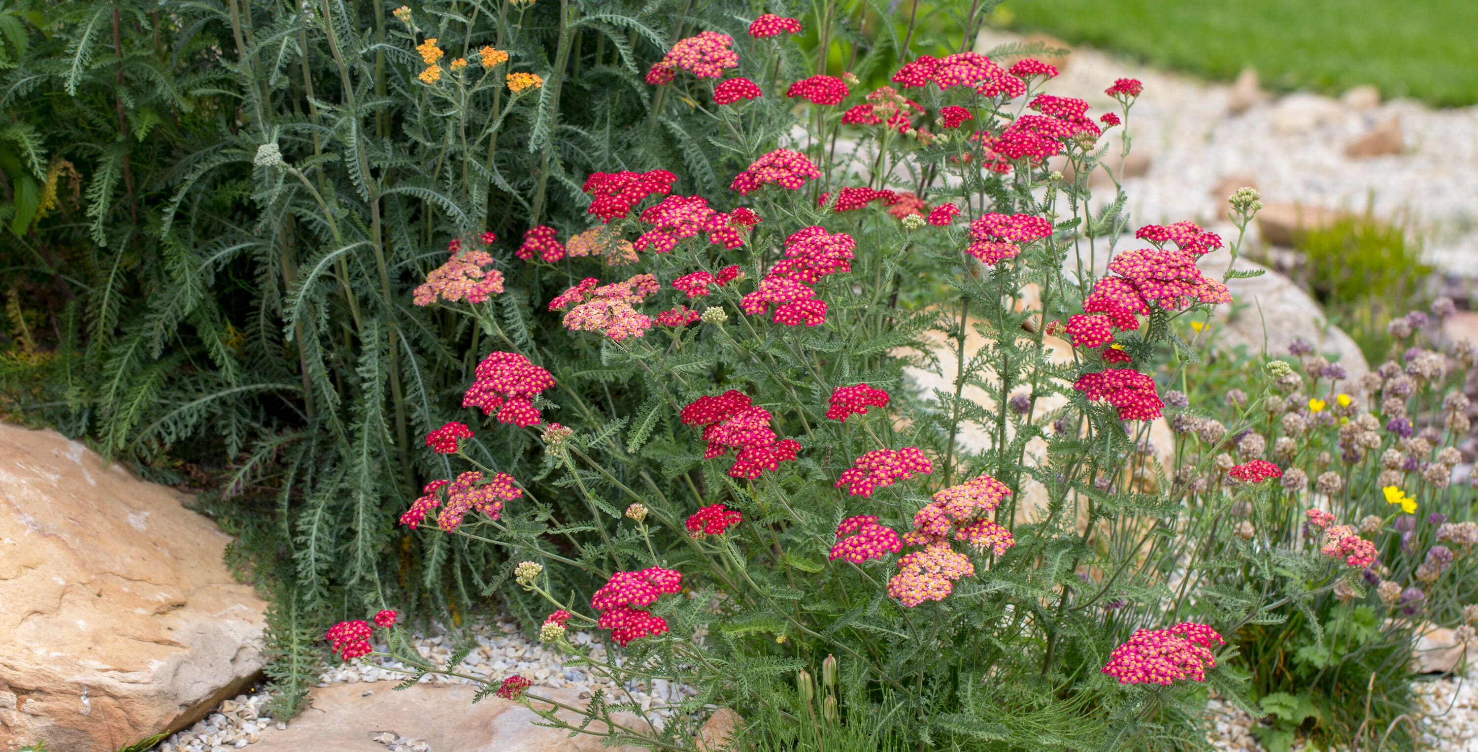 2.5 -Quart Pink Achillea Milly Rock Rose 1 -Pack - Low Maintenance in ...