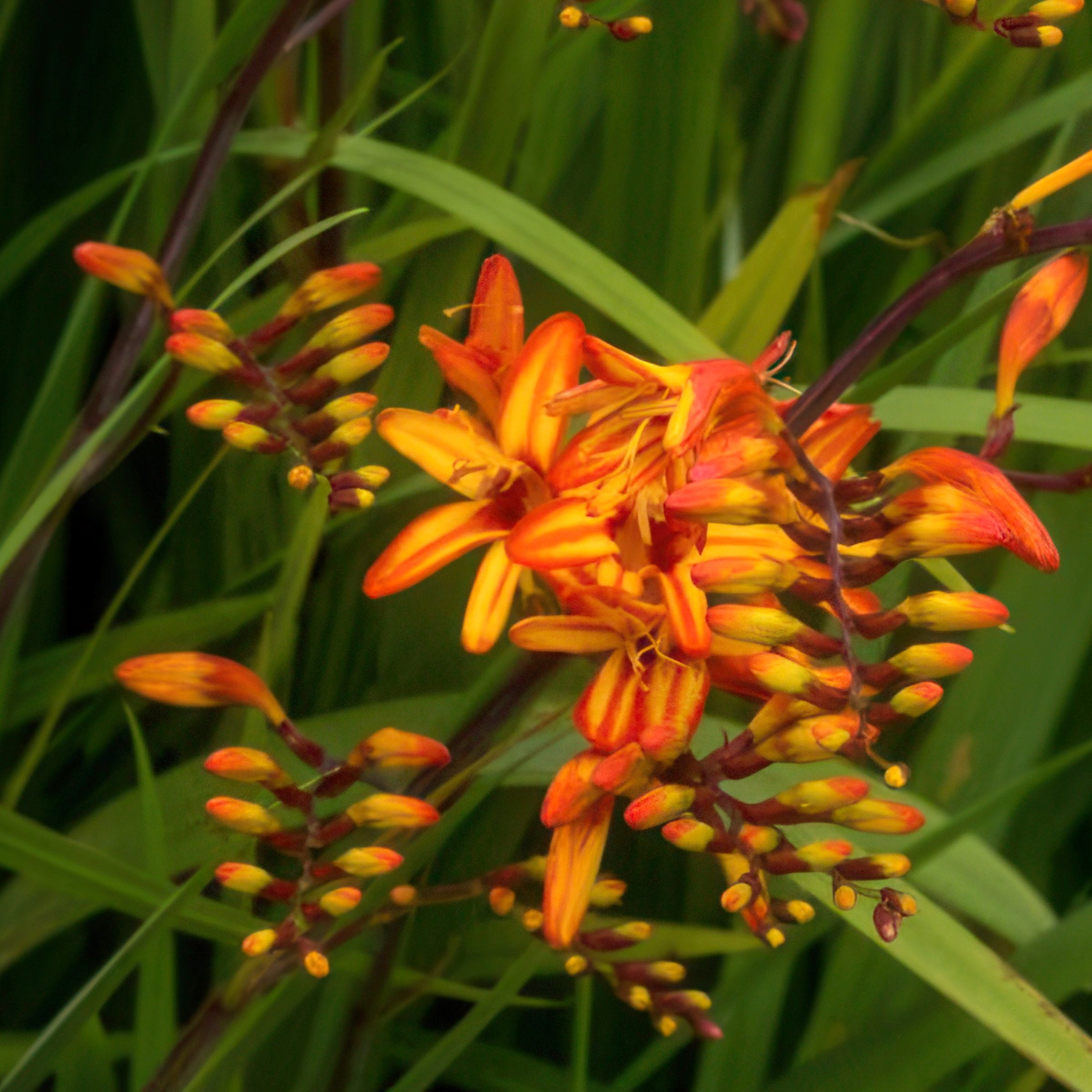 National Plant Network Orange Crocosmia Firestarter Falling Stars Plant ...