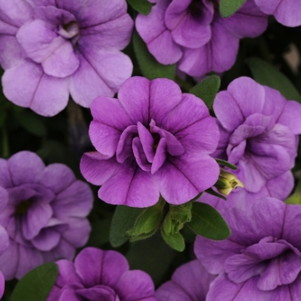 Monrovia Purple Minifamous Neo Double Amethyst Calibrachoa in 2.5-Quart ...