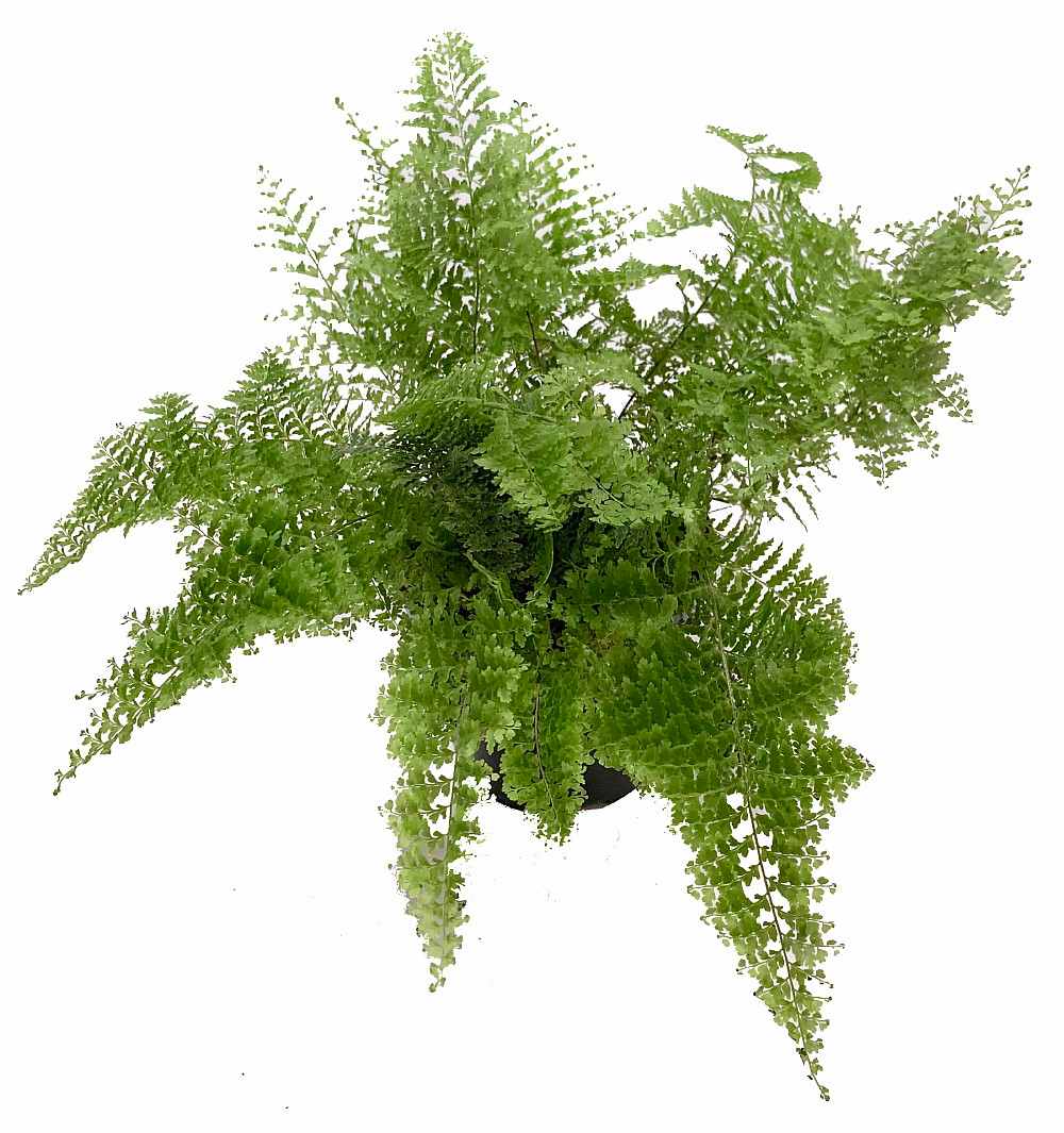 Hirt's Gardens Rare Cotton Candy Fern - Nephrolepis exaltata 'Smithii ...