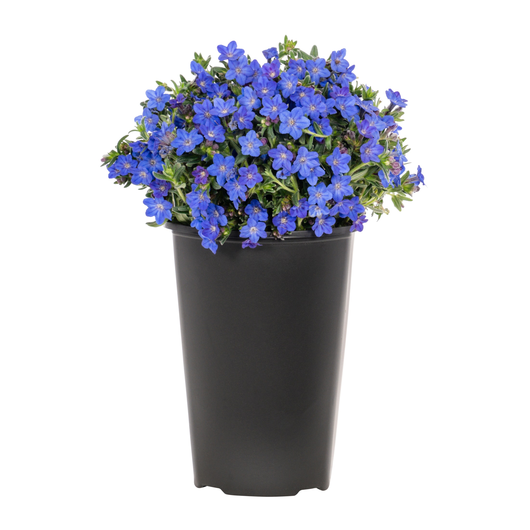 Lowe's 2 -Quart Blue Lithodora 1 -Pack in the Perennials department at ...