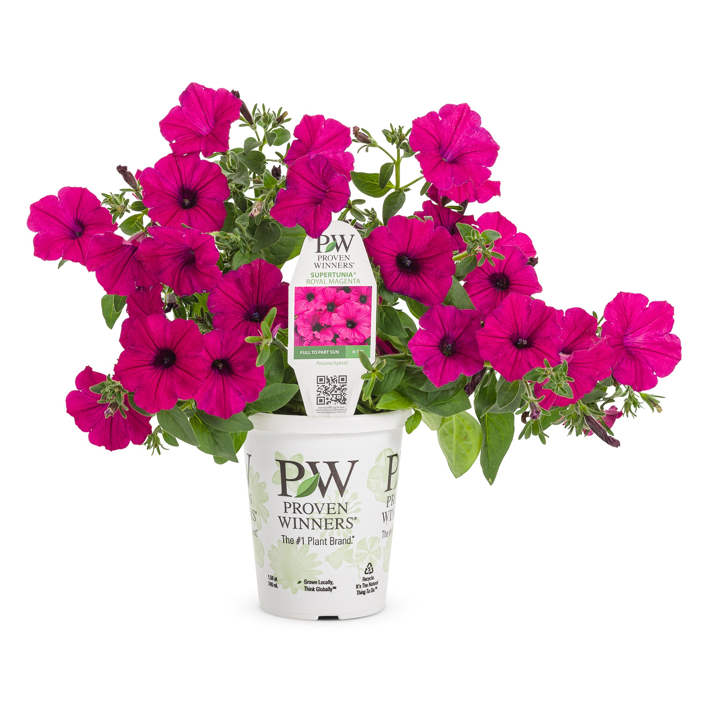 Proven Winners 1.5 Pint Pink Petunia 1 -Pack - Low Maintenance in the ...