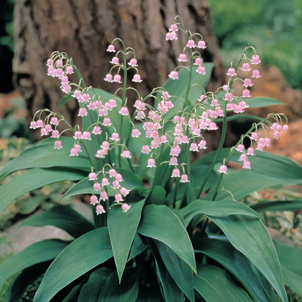 Hirt's Gardens Rare Pink Lily of the Valley 5 Pips (Roots) - Great in ...