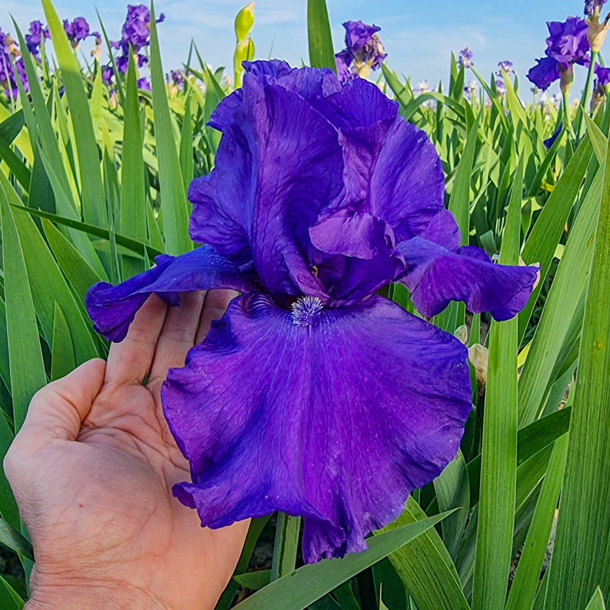 Direct Gardening Blue Flowering Blueberry Bliss Iris Dormant Perennial ...