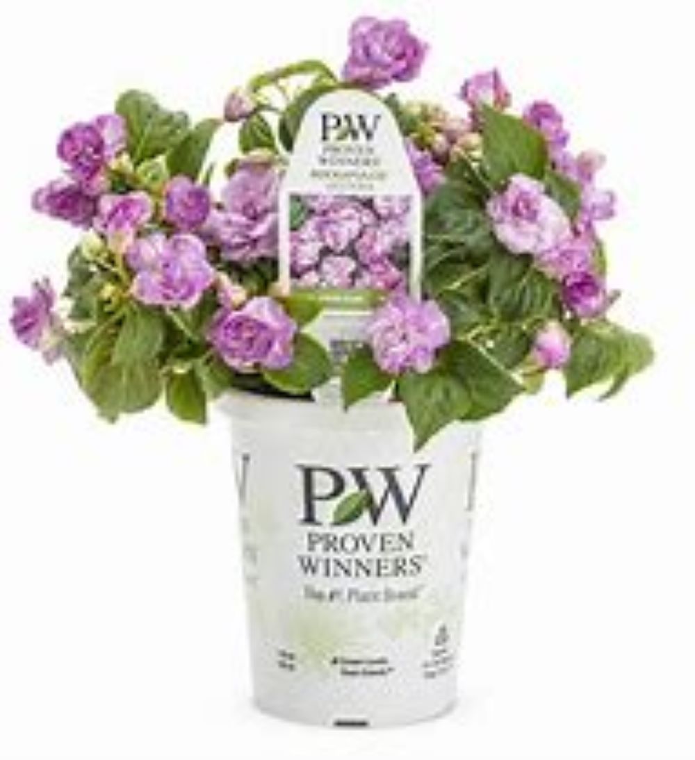 Lowe's 1.56 Pint Multicolor Pentas in the Annuals department at Lowes.com