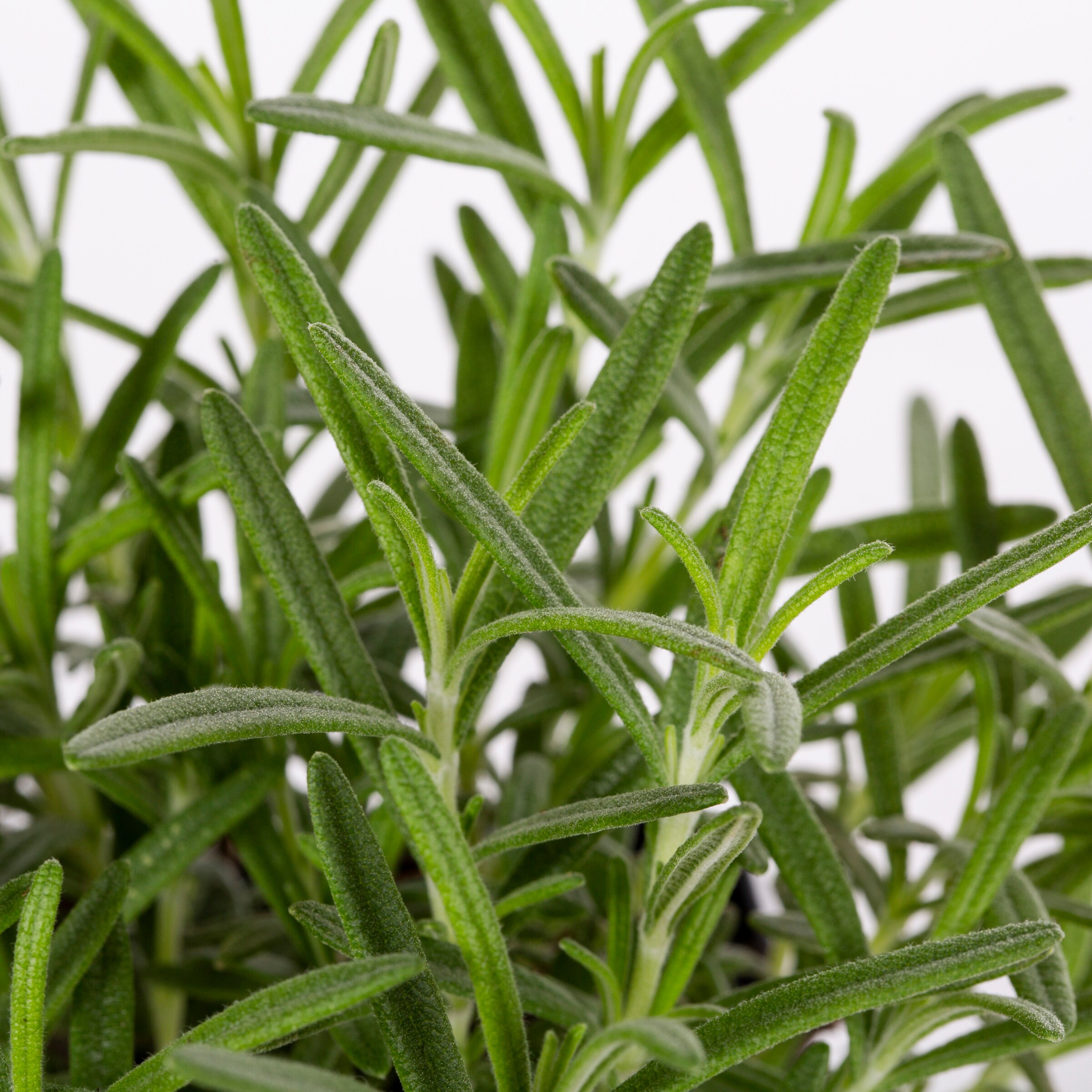 Ferry-Morse 1 Pint(s) Herb Trio Plant 6 -Pack in the Herb Plants ...
