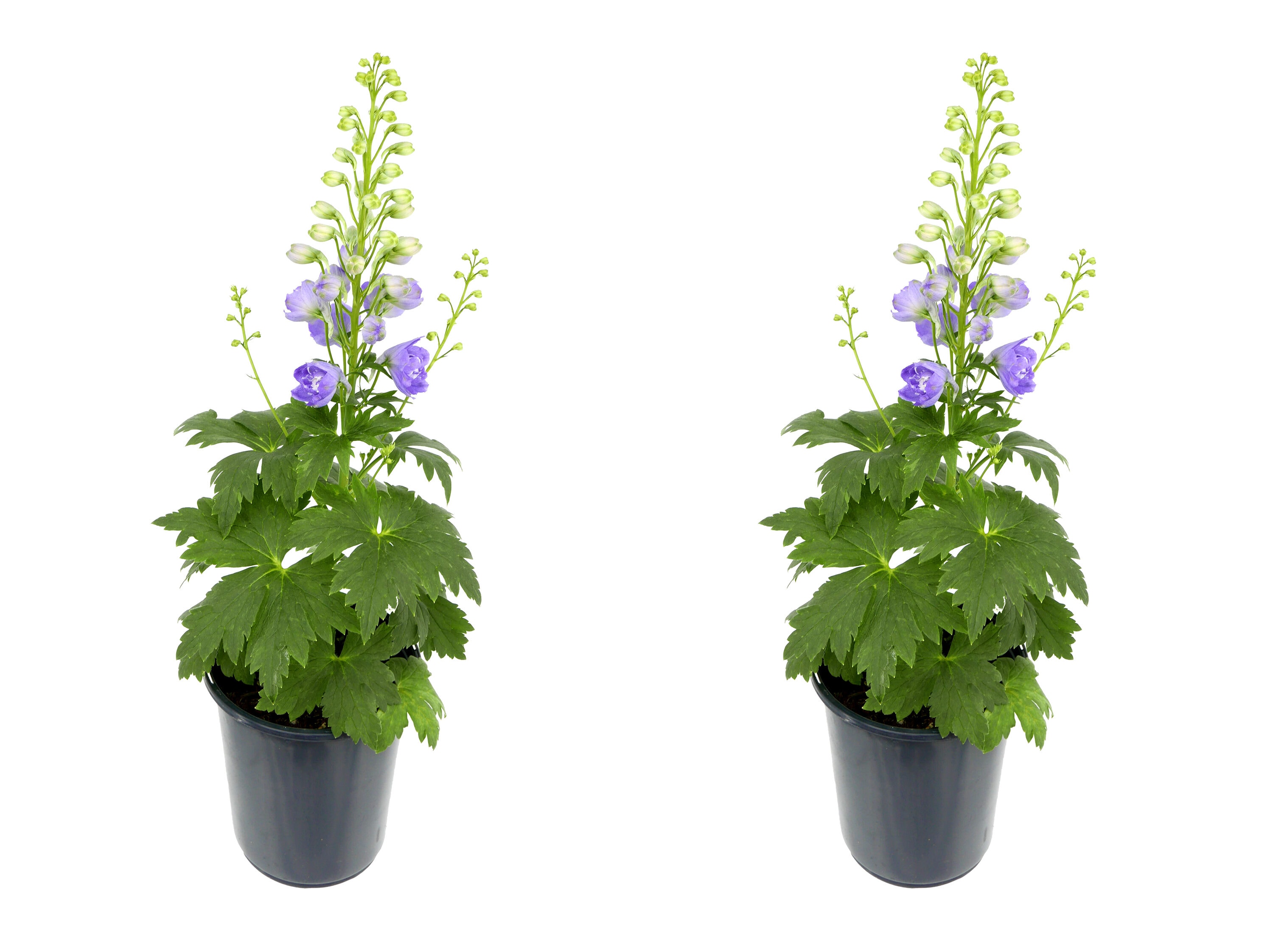 Purple Delphinium Plant in 2.5 -Quart Pot 2 -Pack in the Perennials ...
