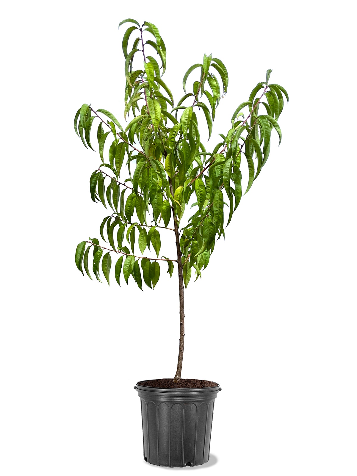 Peach Ruston Red in the Trees department at Lowes.com