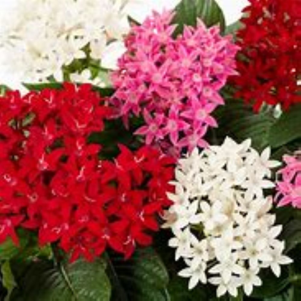 Lowe's 1.15 Gallon(s) Multicolor Pentas, Egyptian Star Cluster 4 -Pack ...