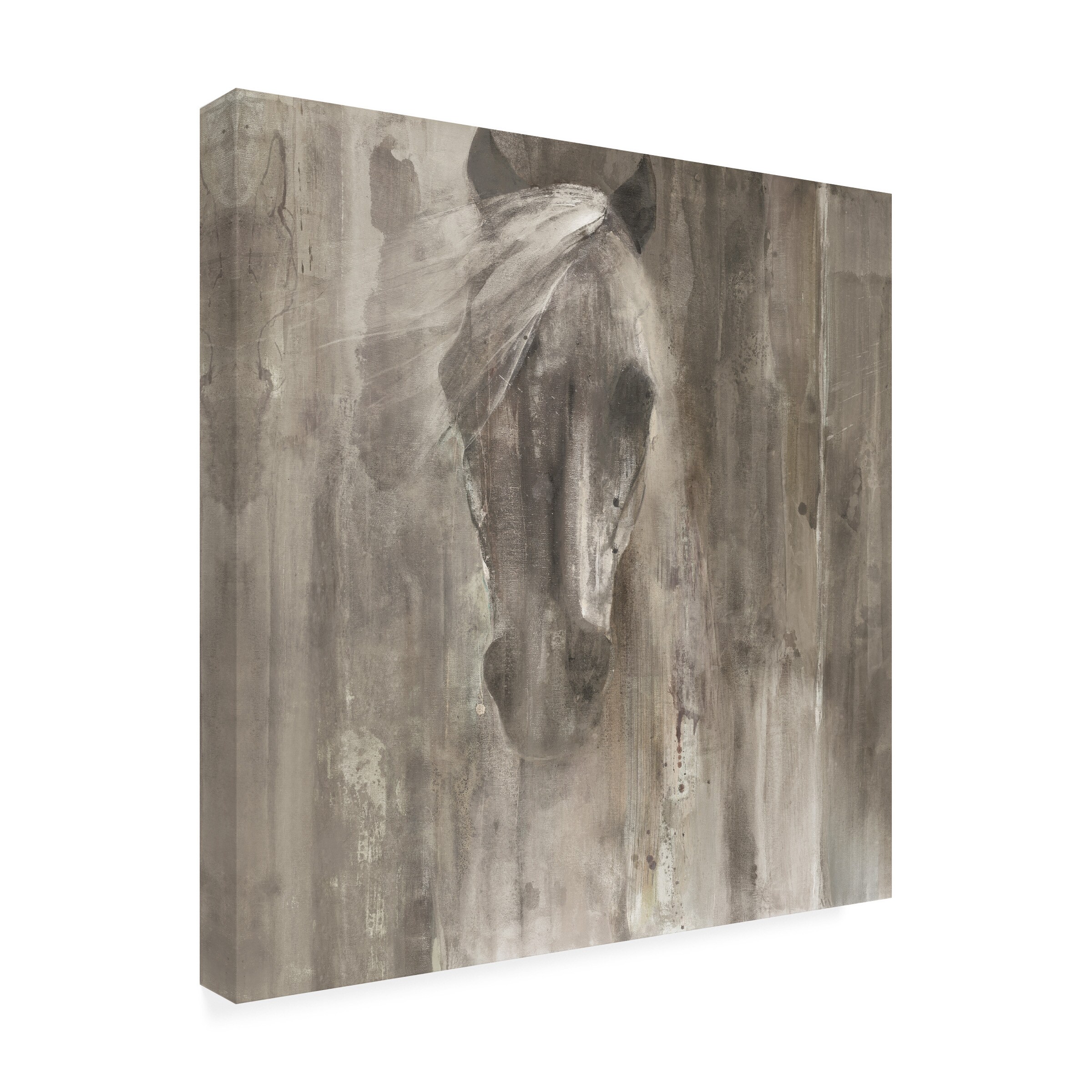 Trademark Fine Art Albena Hristova Shadow Light Gray Horse Canvas Art ...