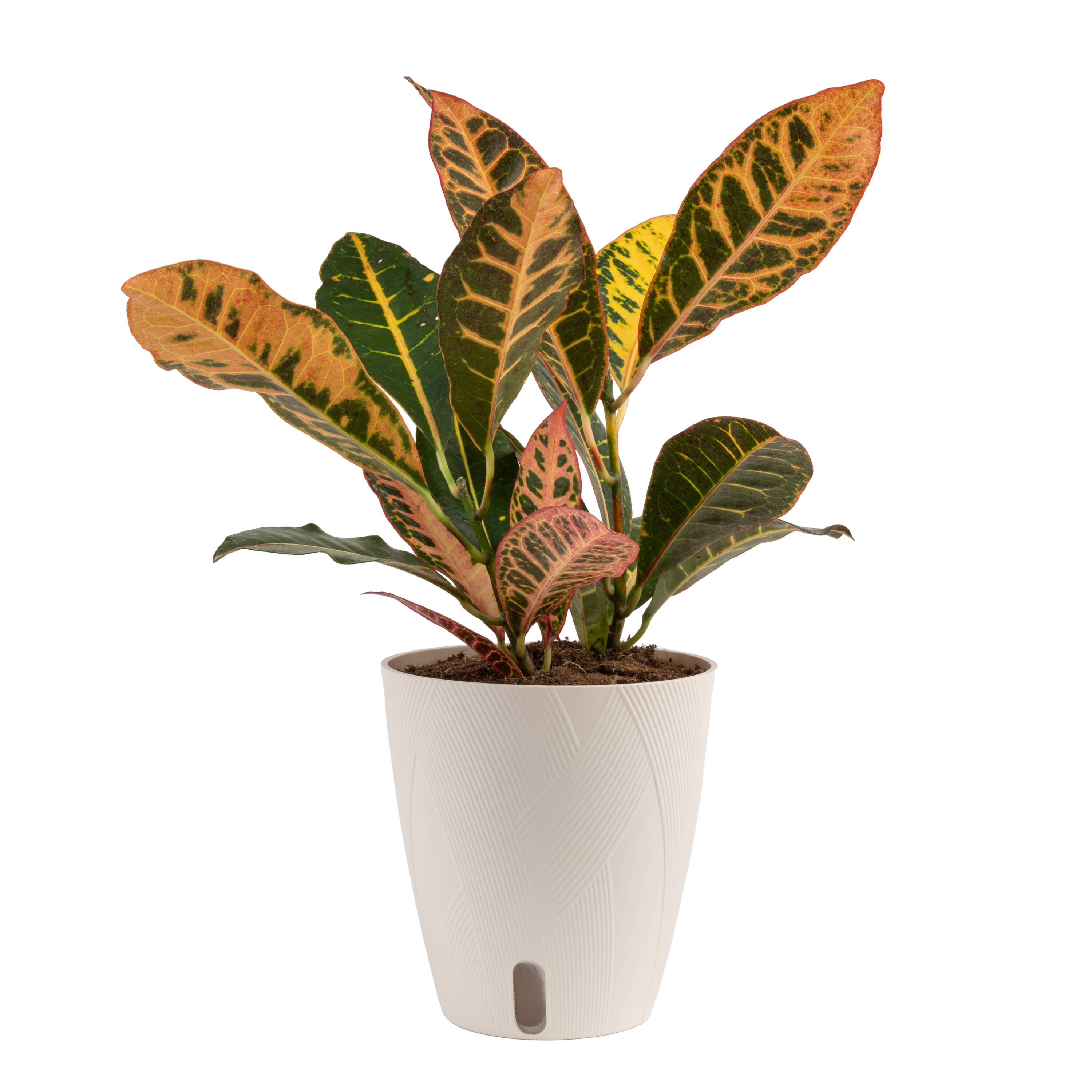 Costa Farms Croton House plant in 1.4 Quart(s) Self-watering pot 1 ...