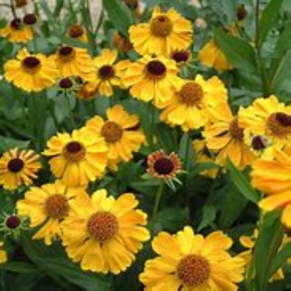 Monrovia Red Helenium Plant in 2.5 -Quart Pot 1 -Pack in the Perennials ...