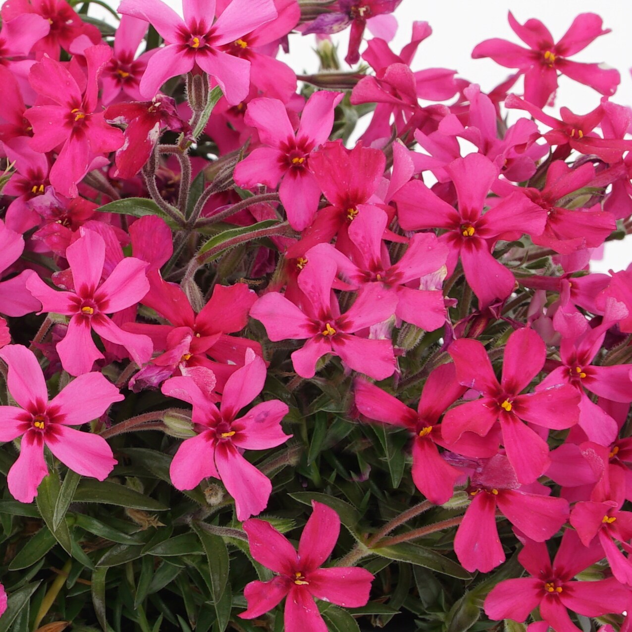 1.5 -Pint Pink Red Wings Creeping Phlox 1 -Pack - Low Maintenance in ...