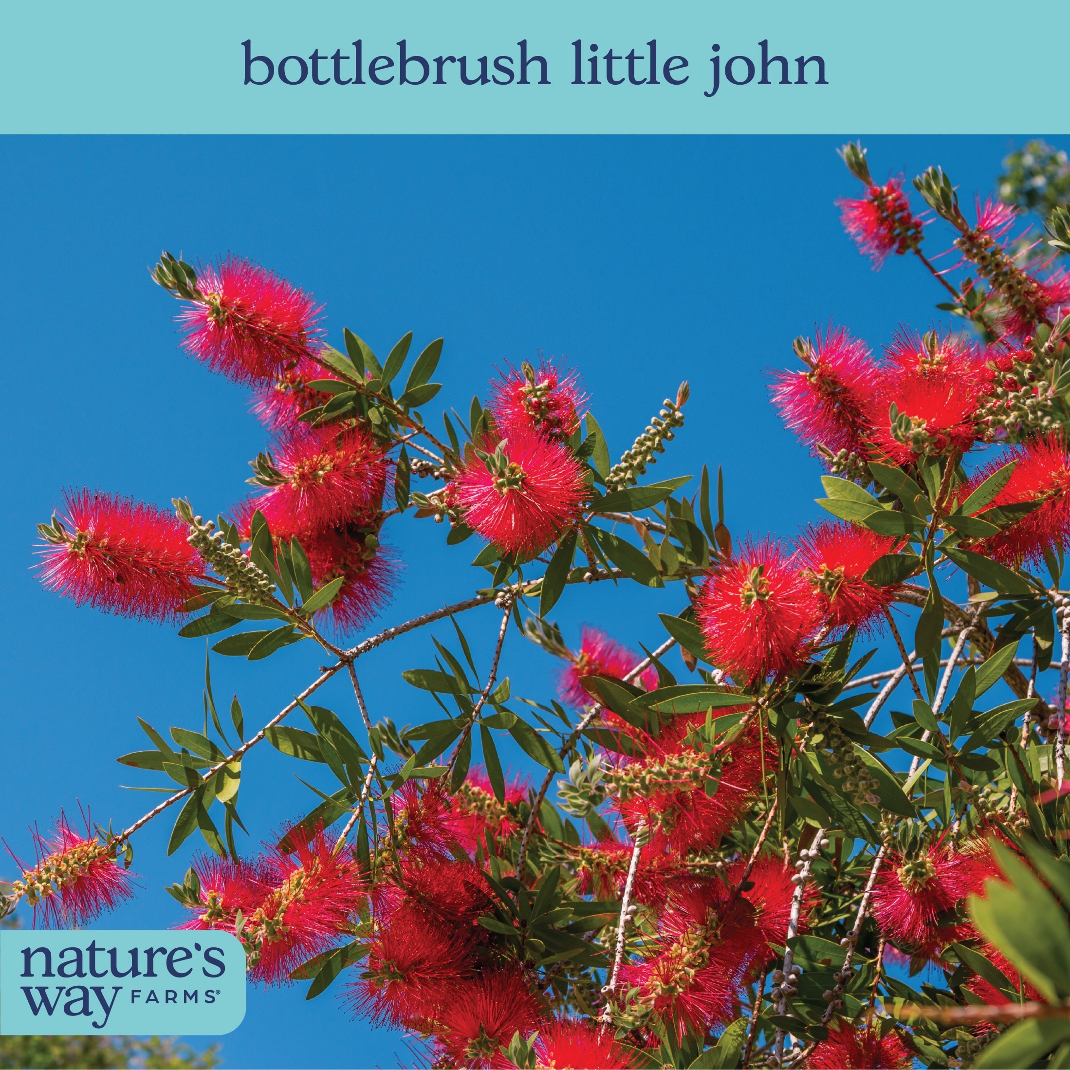 Nature's Way Farms 1.72 -Gallon Little John Bottlebrush Flowering Shrub ...