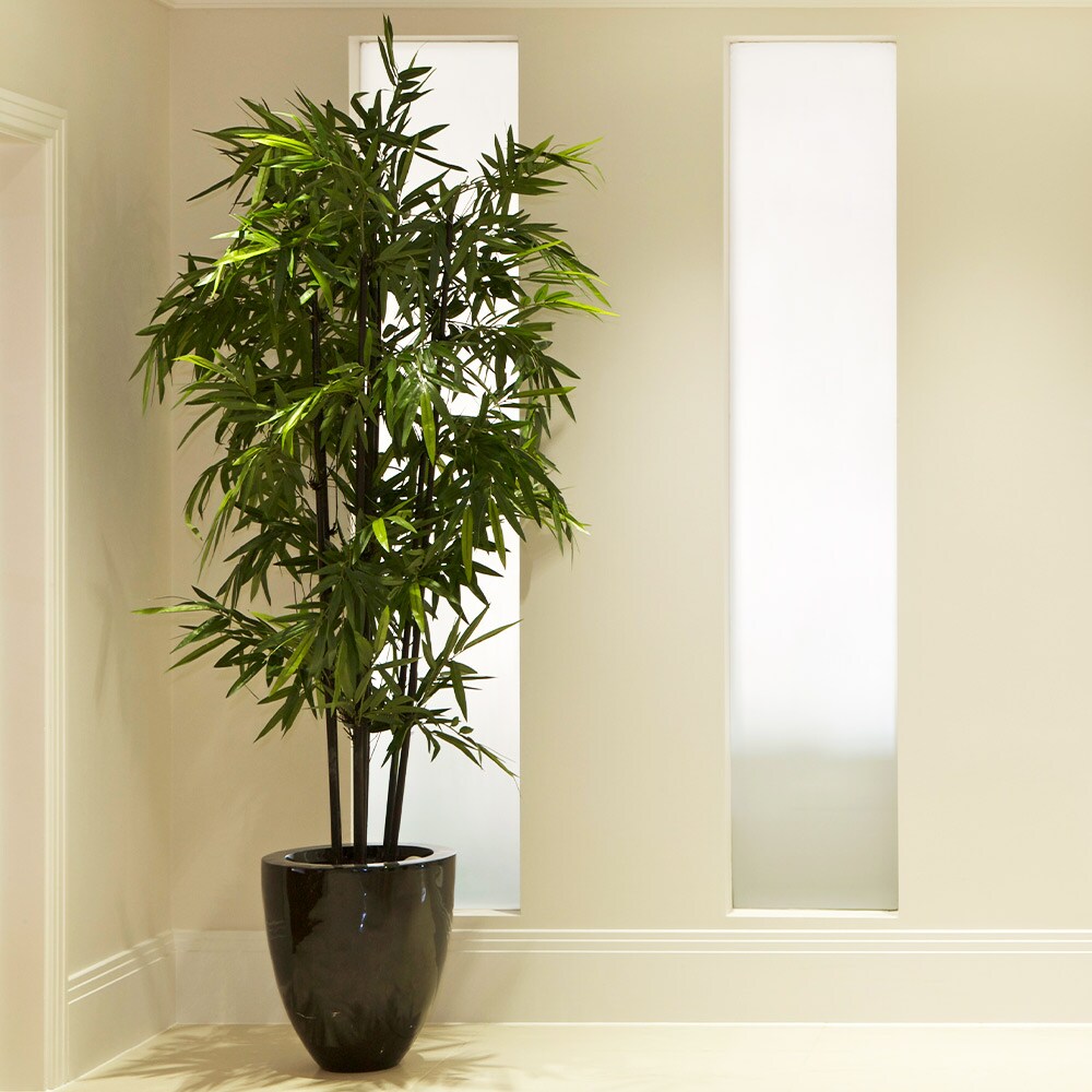 Brighter Blooms Black Bamboo (3-4 ft.) at Lowes.com